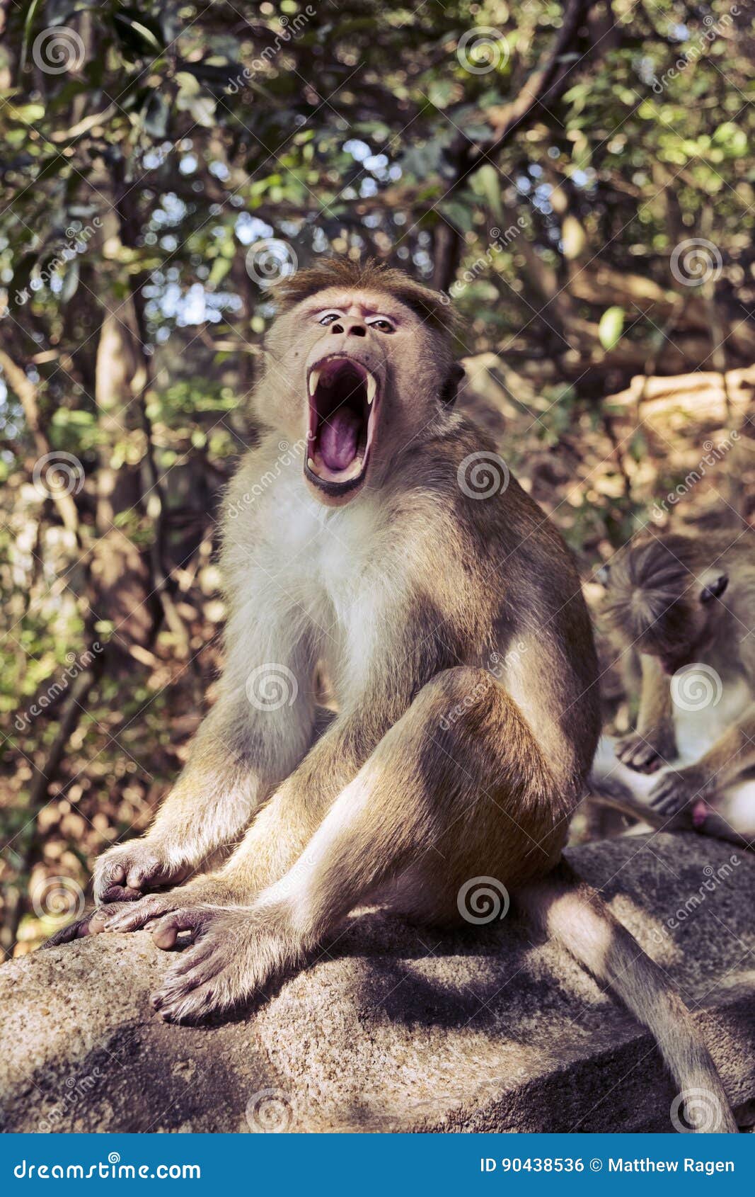 Toque Macaque Monkey with Sharp Teeth Stock Photo - Image of primate ...