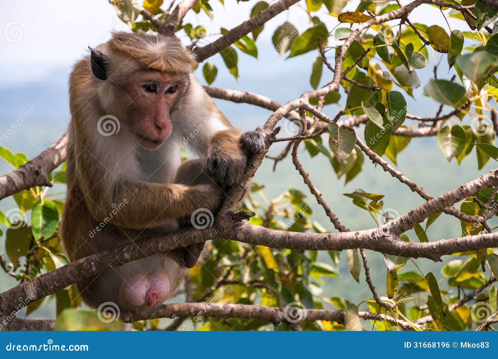 Toque Macaque stock photo. Image of tailed, cute, hand - 31668196