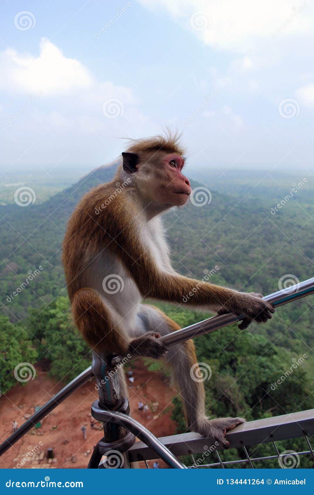 Toque macaque stock photo. Image of natural, toque, touristic - 134441264
