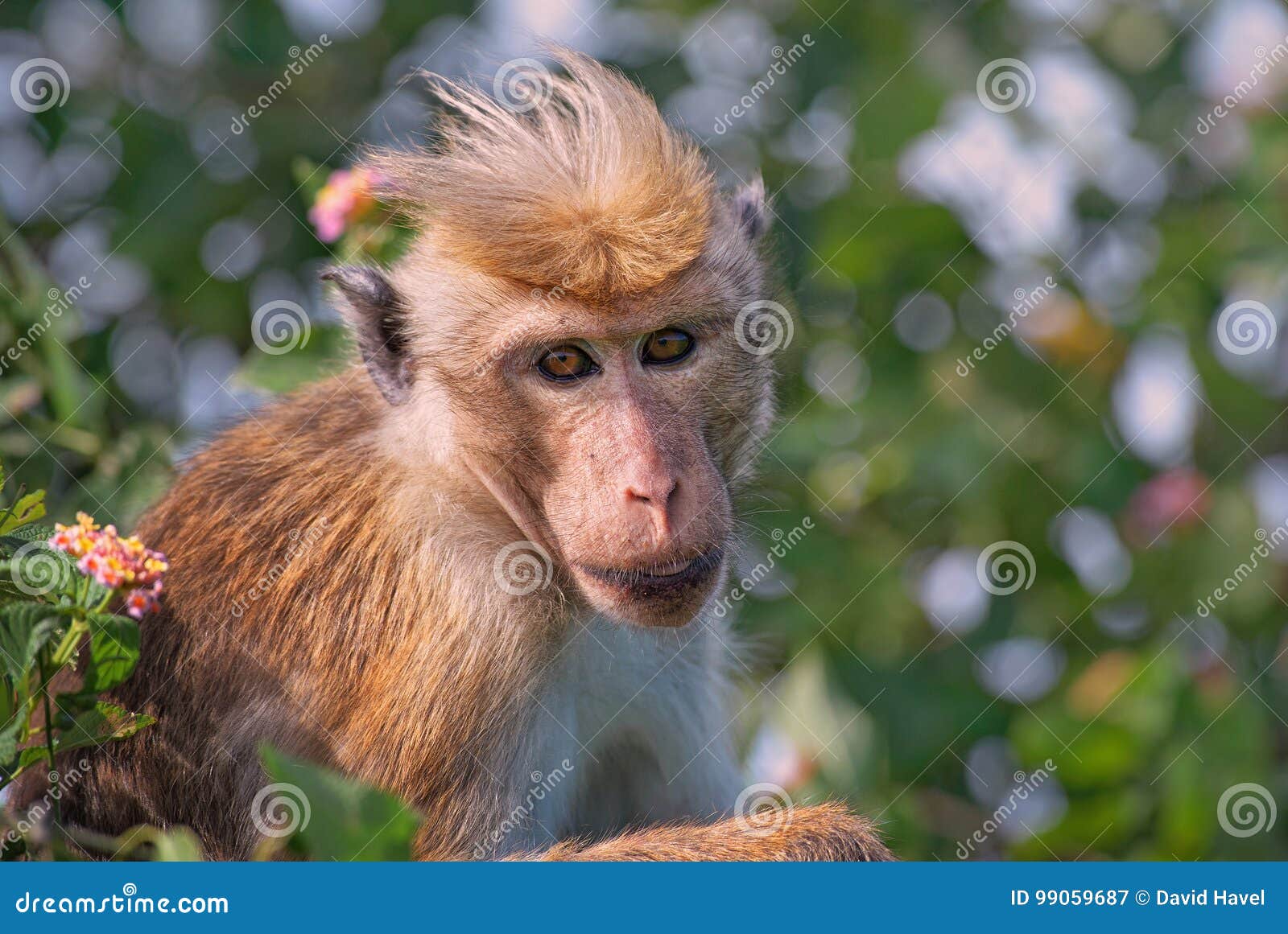 Toque Macaque - Macaca Sinica, Sri Lanka Stock Image - Image of asia ...