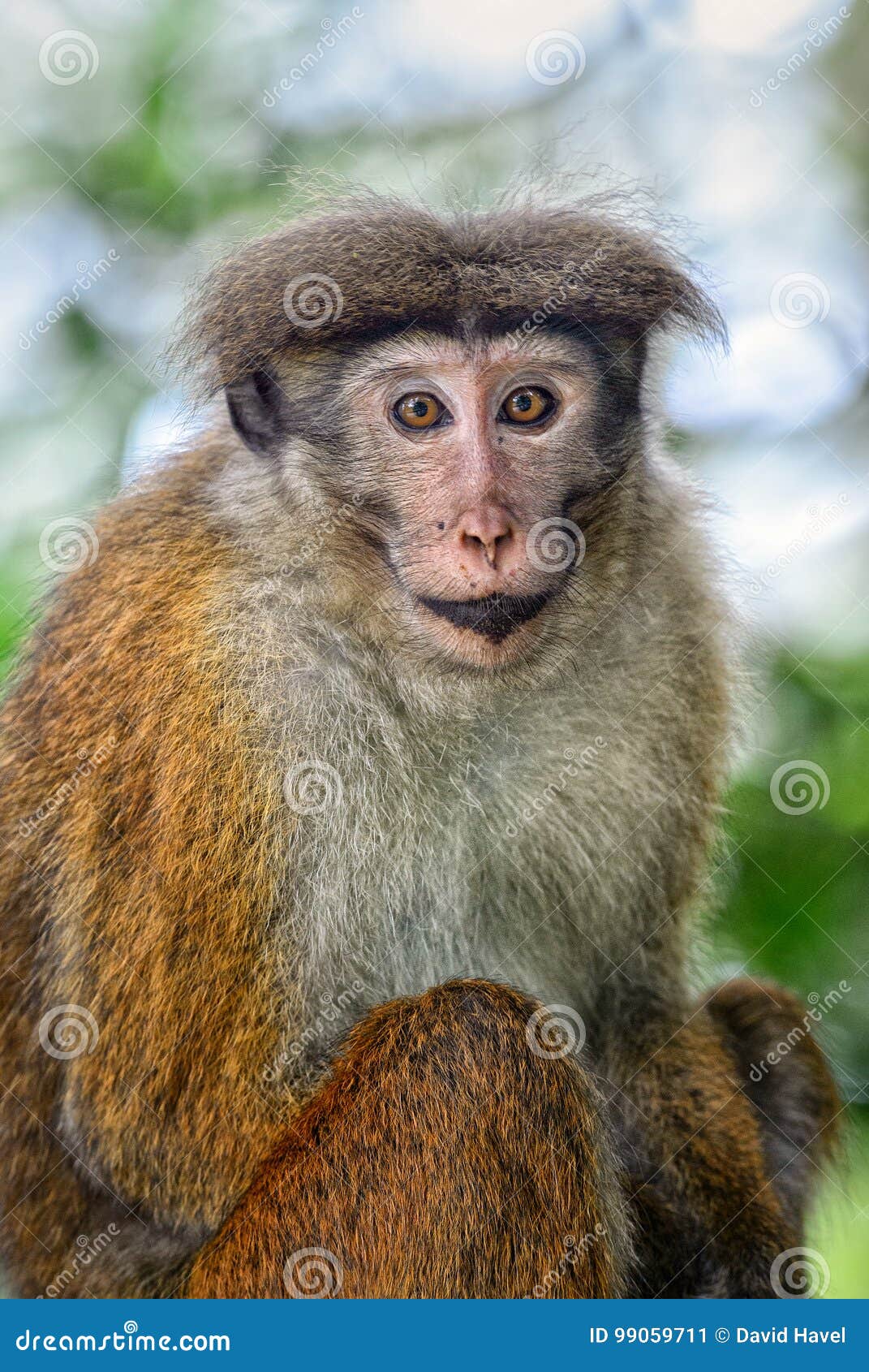 Toque Macaque - Macaca Sinica, Sri Lanka Stock Image - Image of monkey ...