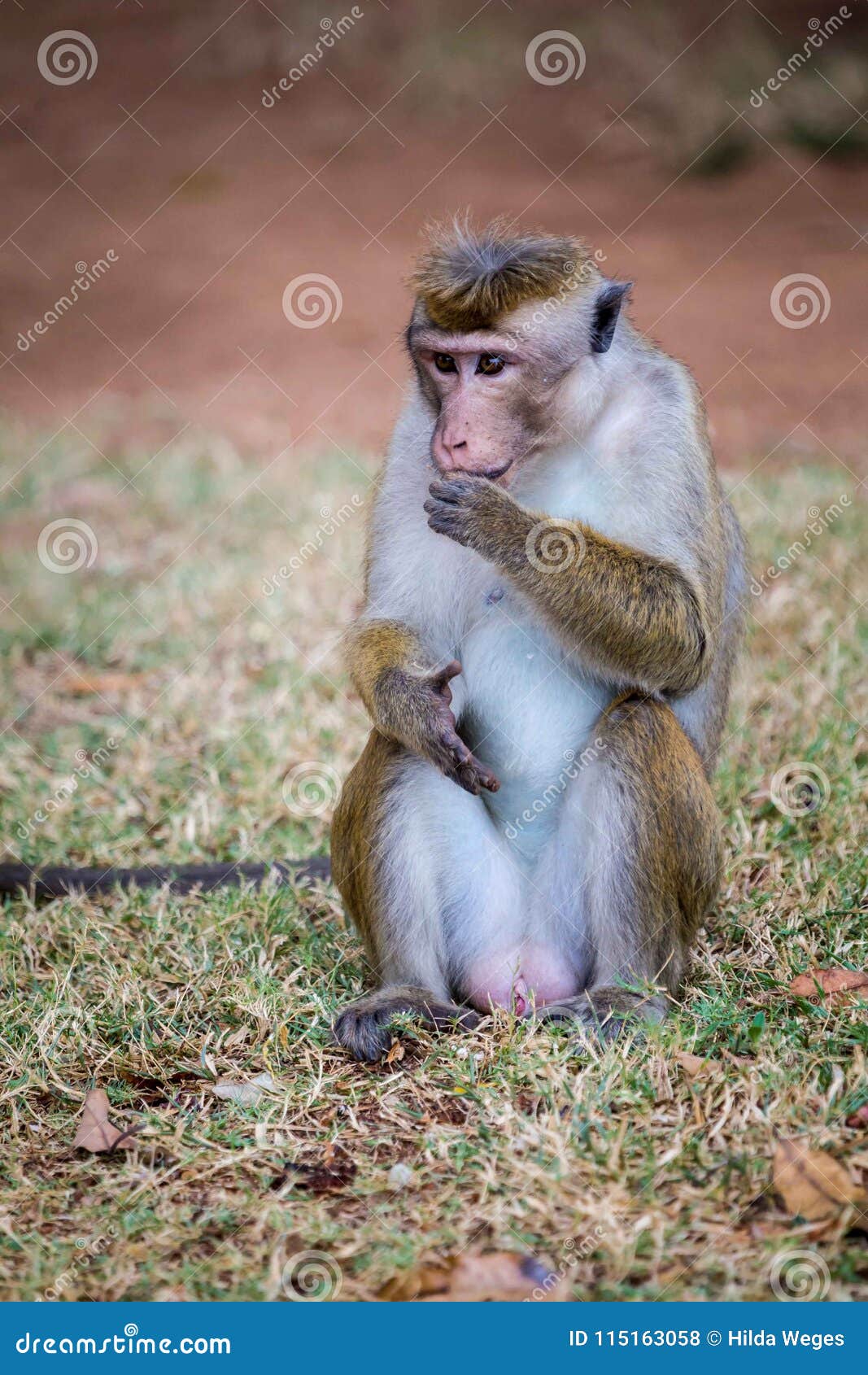 Toque macaque Sri Lanka stock photo. Image of asia, brown - 115163058
