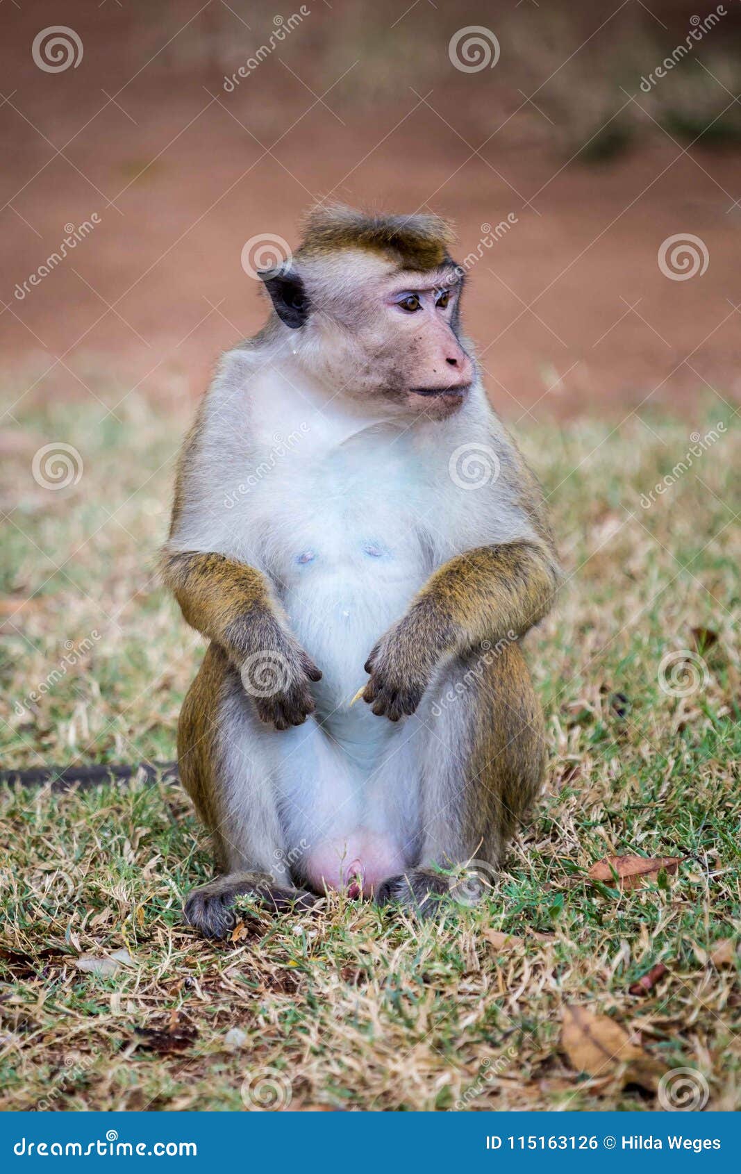 Toque macaque Sri Lanka stock photo. Image of fauna - 115163126