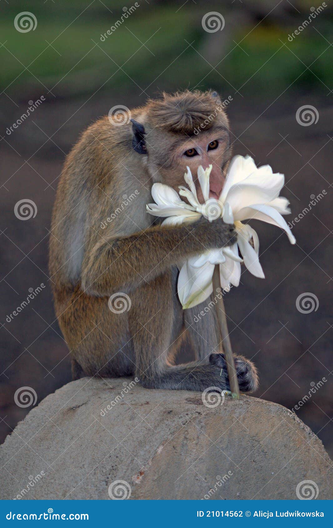 Toque monkey stock photo. Image of toque, flower, wild - 21014562