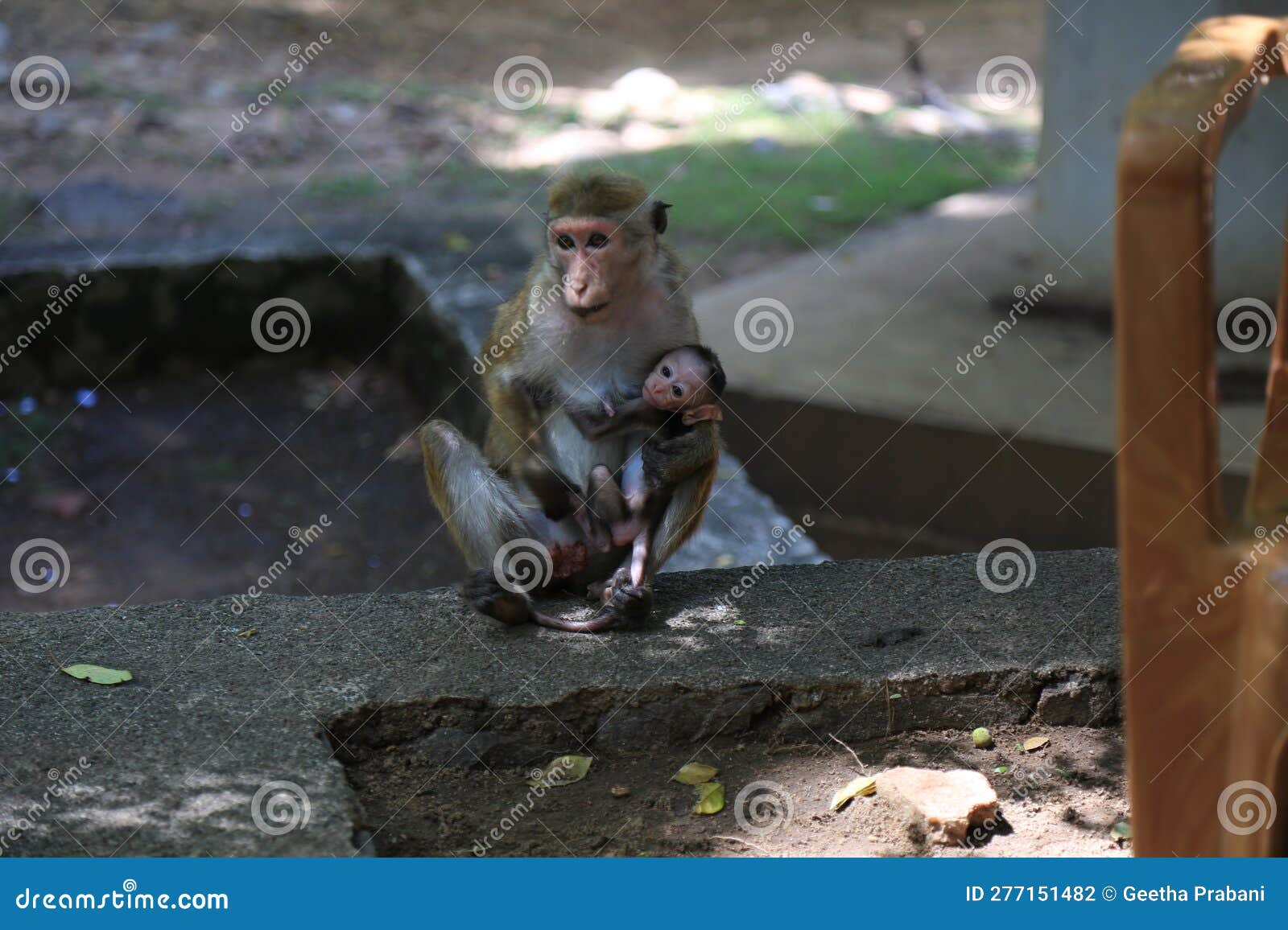 Toque Monkey Feeding a Baby Monkey Stock Photo - Image of chimpanzee ...
