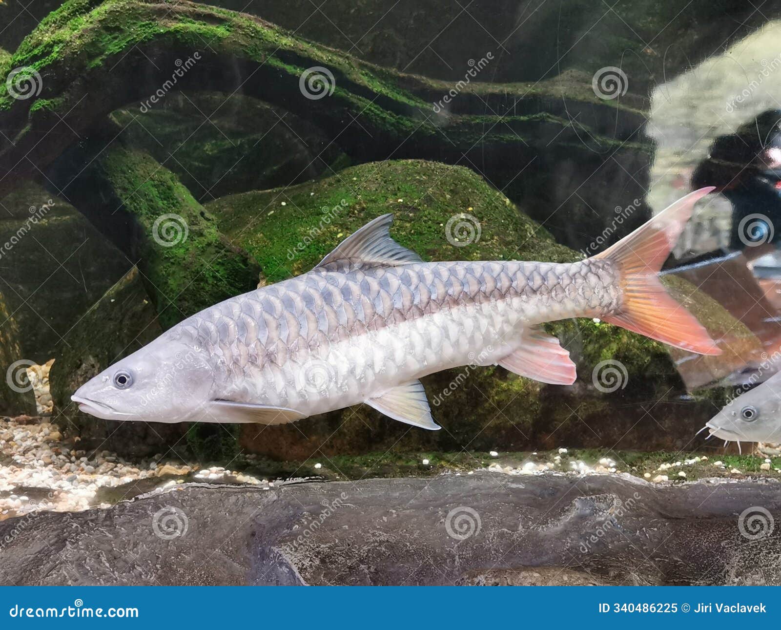 Tor putitora fish stock image. Image of underwater, cyprinids - 340486225