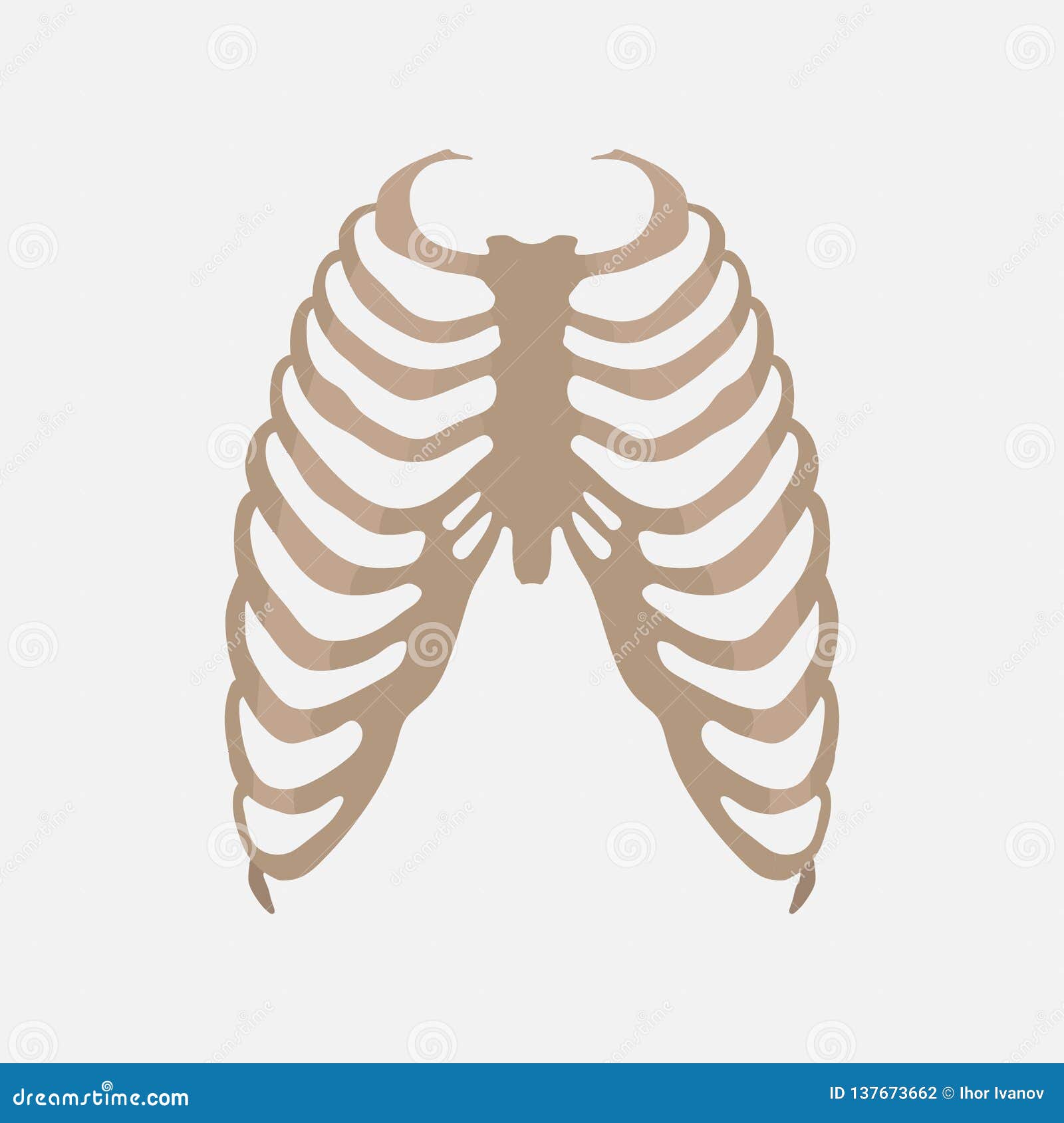 Torace, Anatomia Umana, Lo Studio Sul Corpo Illustrazione di Stock ...