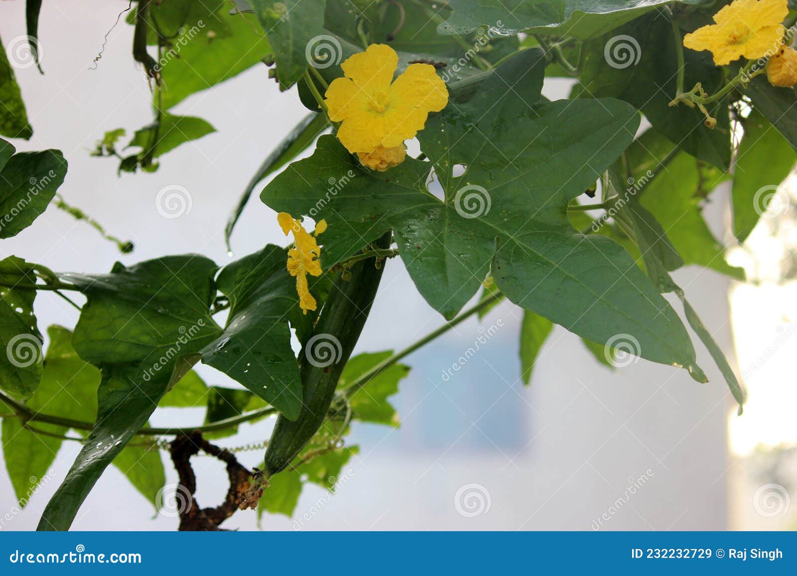 Torai Bel Image Stock Photos - Free & Royalty-Free Stock Photos from ...