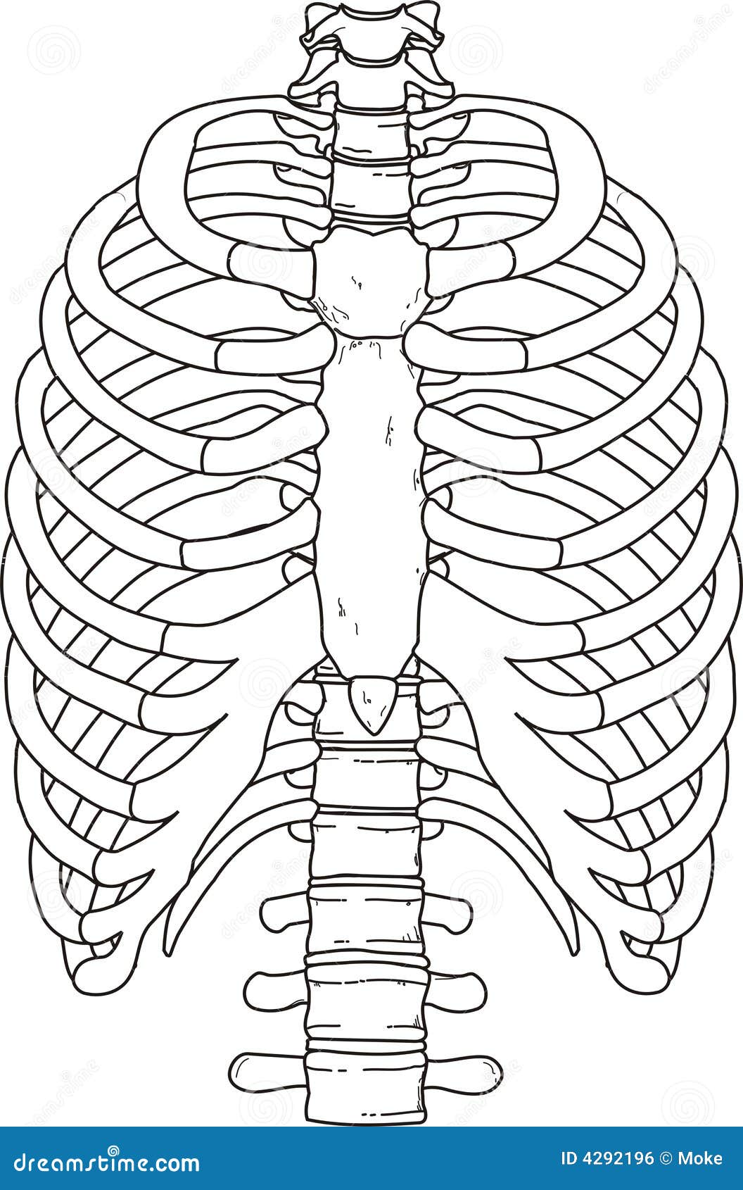Torax stock illustration. Illustration of torax, internal - 4292196