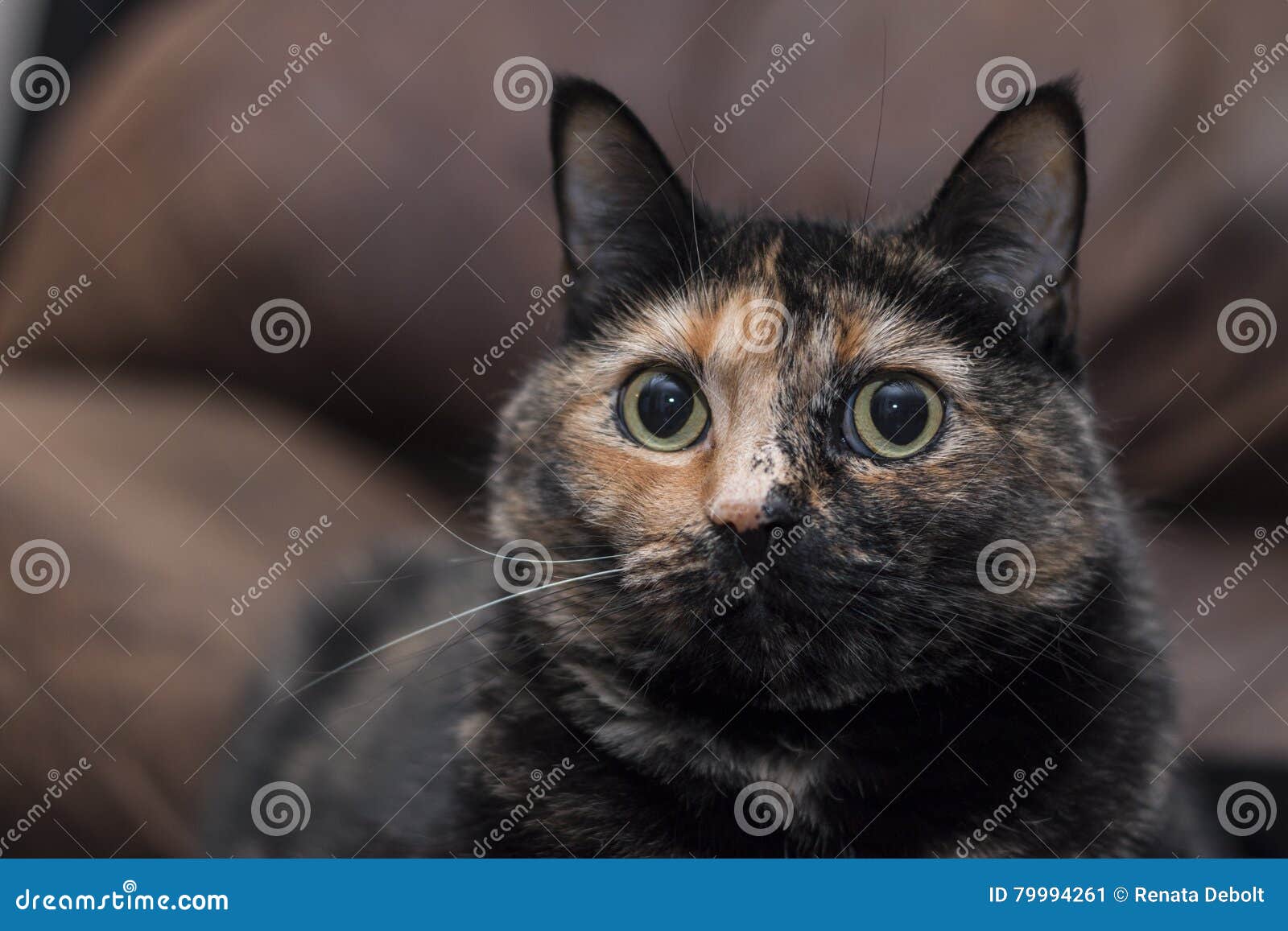 Torbi Cat stock image. Image of fauna, animal, meow, asian - 79994261