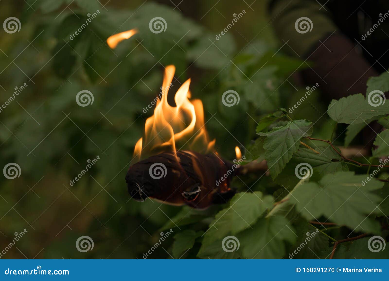 Torch with Bright Fire on a Background of Greenery Stock Photo - Image ...