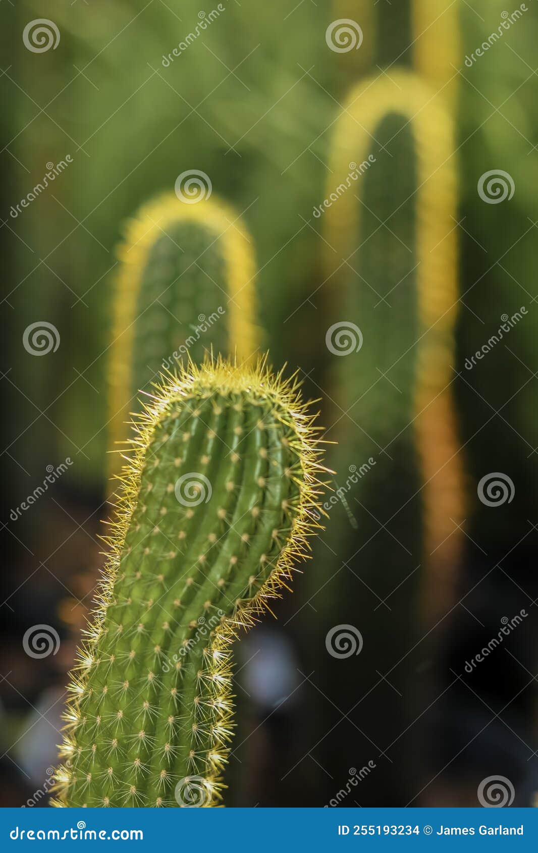 Torch Cactus . Vertical Composition Stock Photo - Image of cactus ...