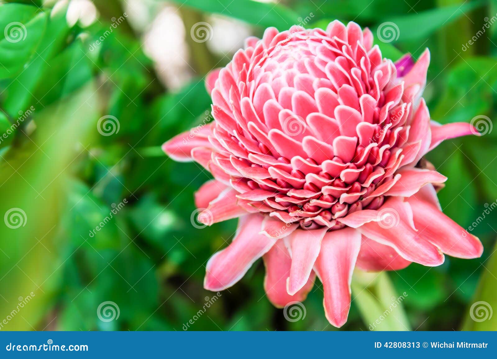 Torch ginger stock image. Image of awapuhi, ginger, plant - 42808313