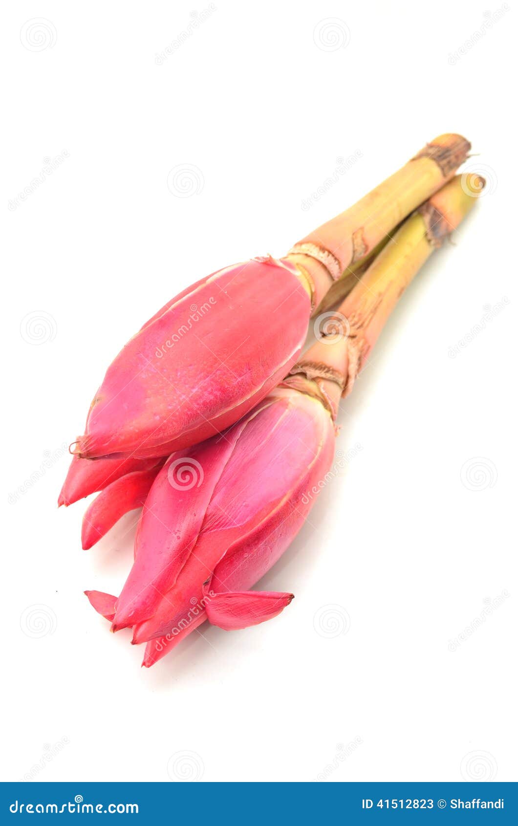 Torch Ginger Bud stock image. Image of flower, blossom - 41512823