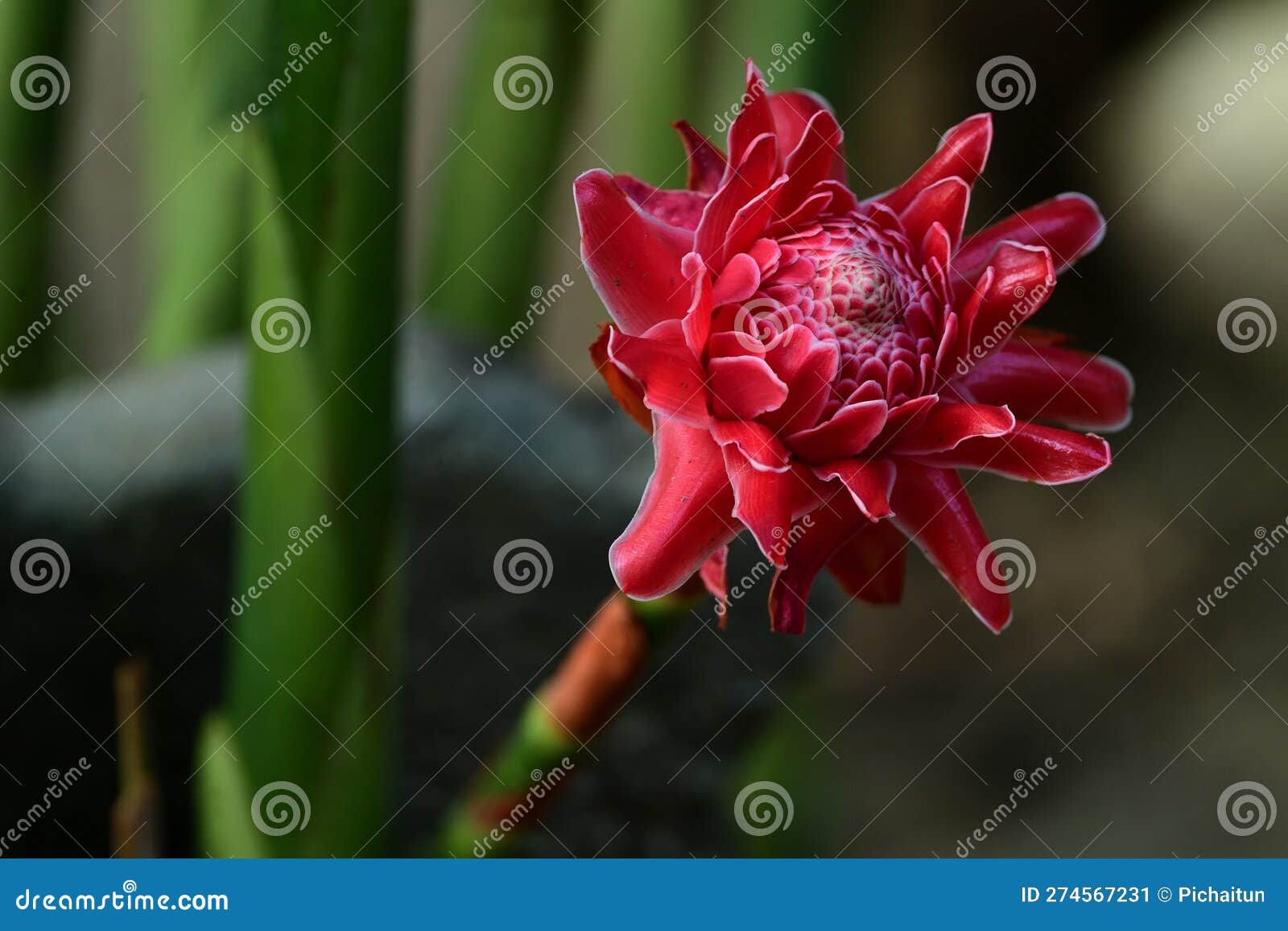 Torch Ginger stock image. Image of arrangement, cone - 274567231