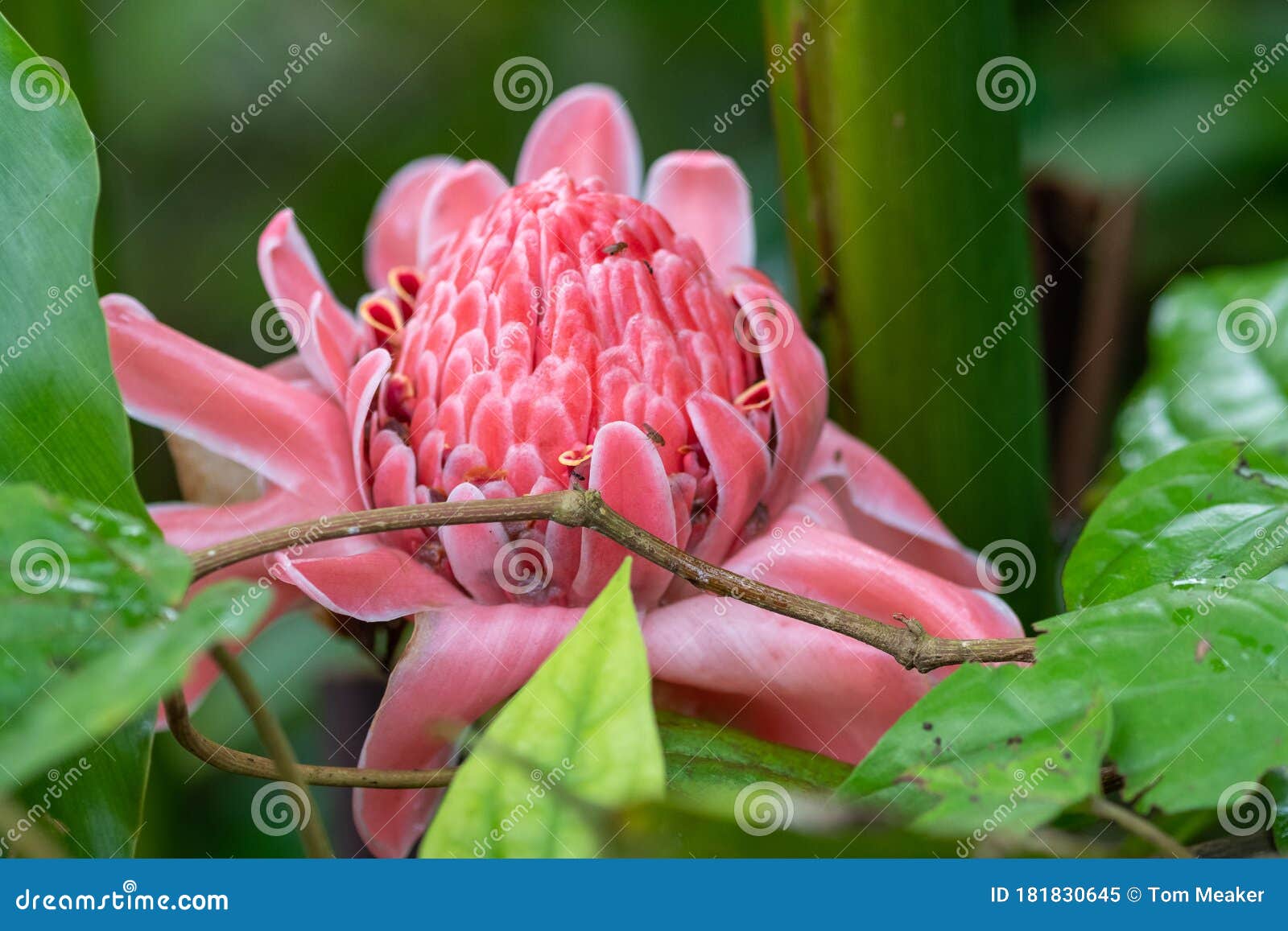 Torch Ginger Etlingera Elatior Stock Image - Image of torch, bloom ...