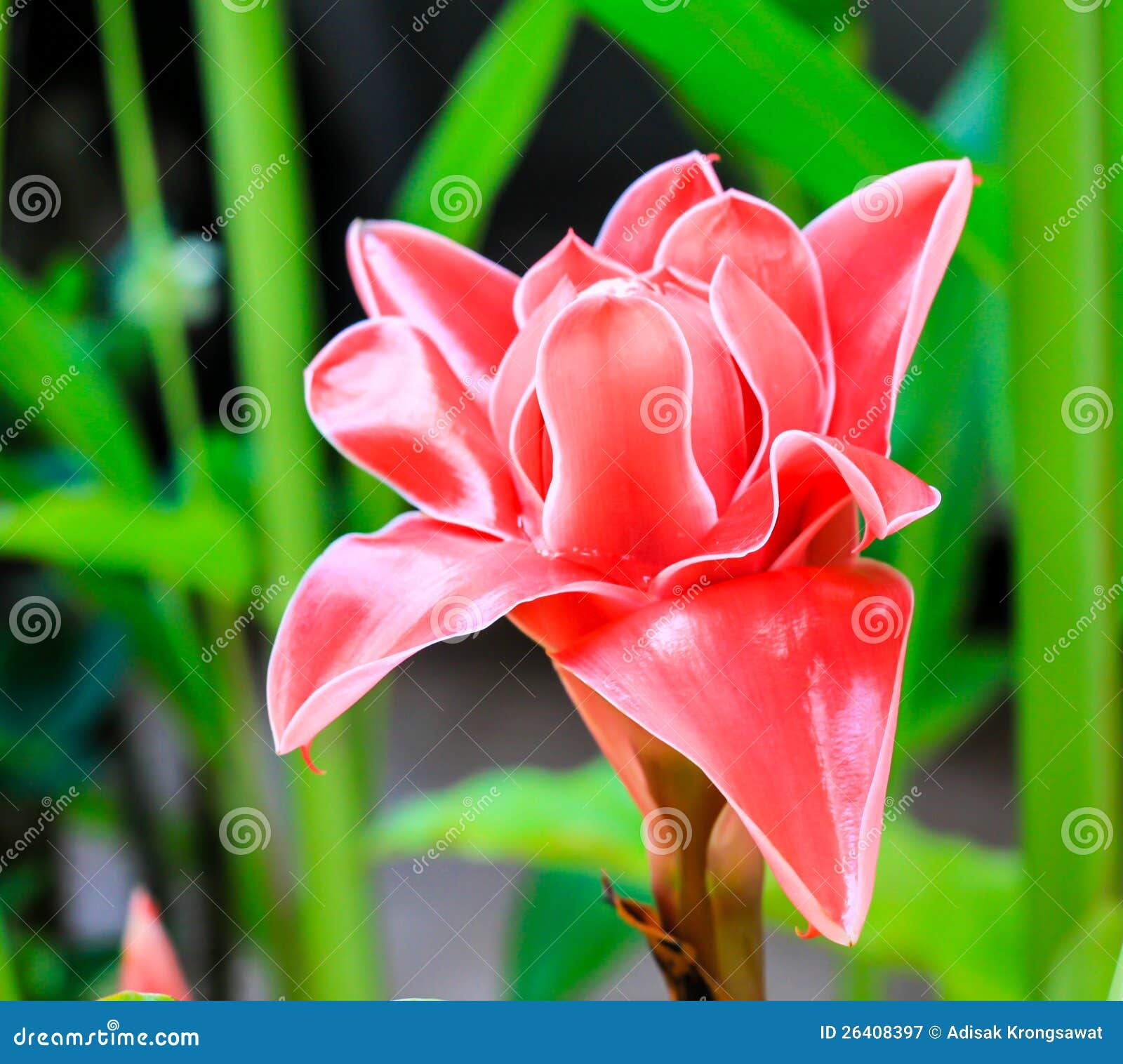 Torch Ginger Flower stock image. Image of phaeomeria - 26408397