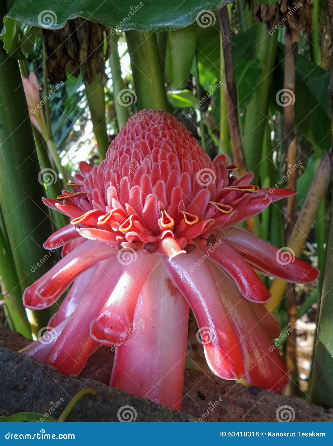 Salmon Pink Torch Ginger Flower in the Tropical Garden Stock Photo ...