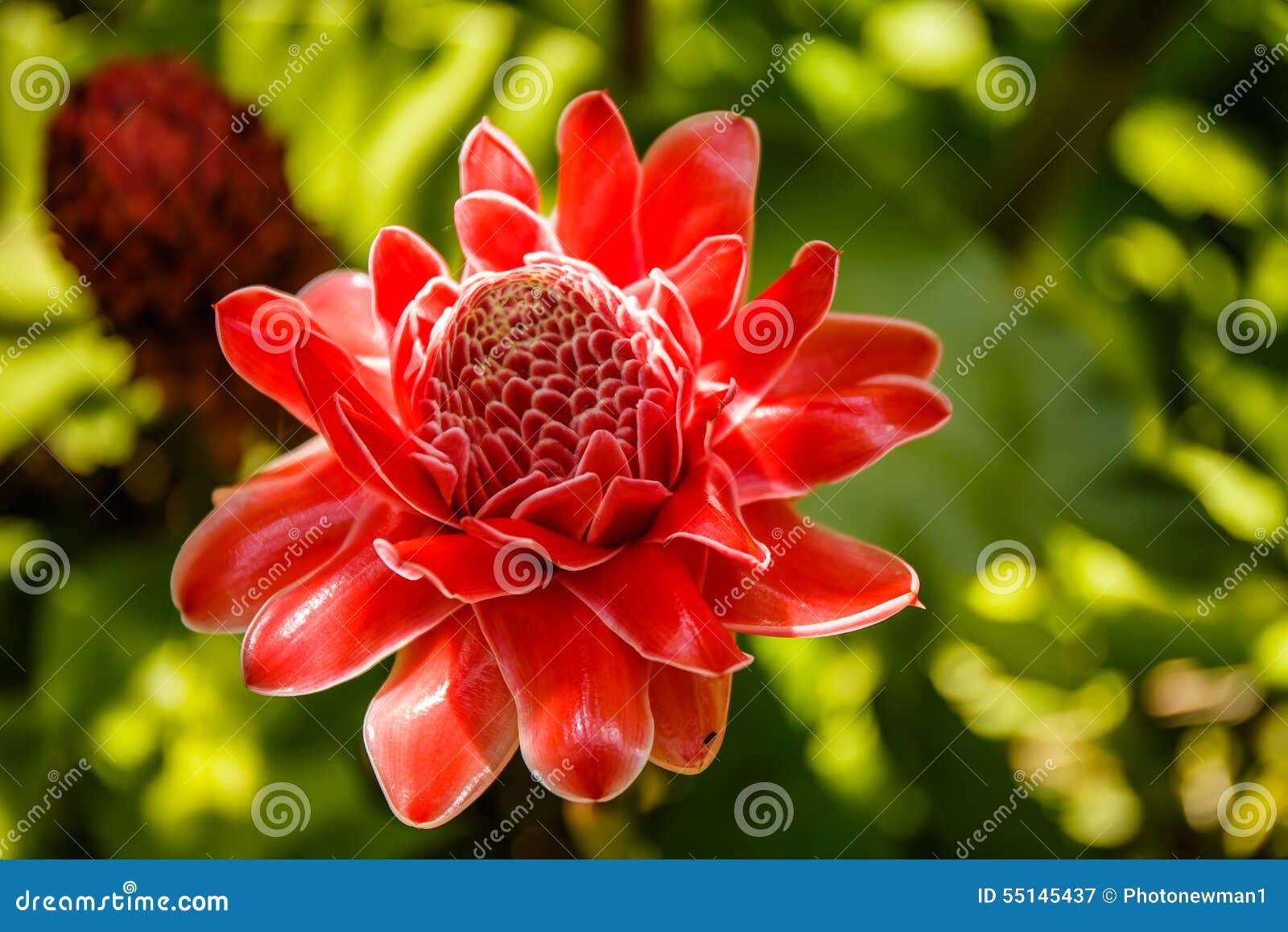 Torch ginger flower stock image. Image of torch, plant - 55145437