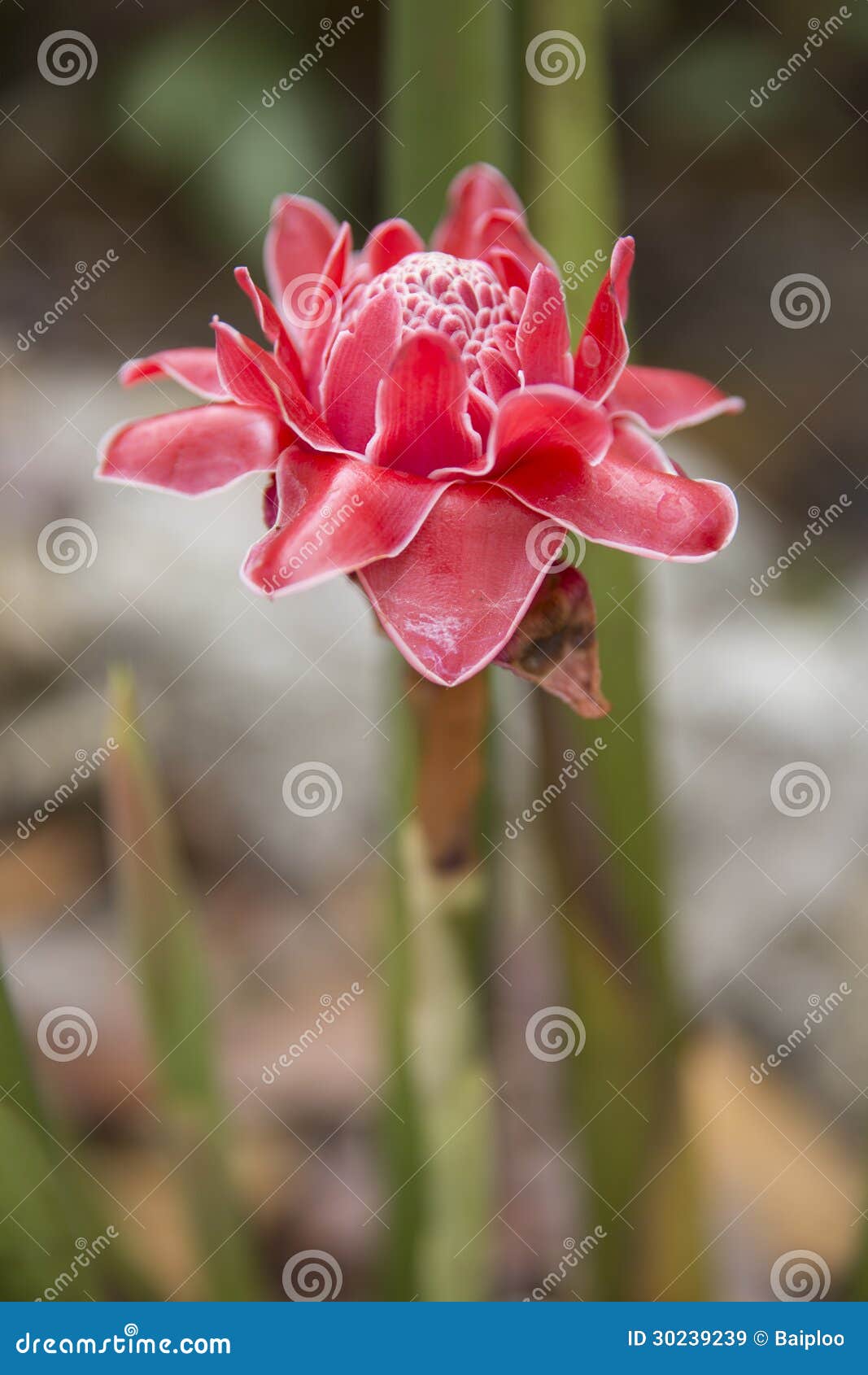 Torch Ginger Flower stock image. Image of closeup, natural - 30239239