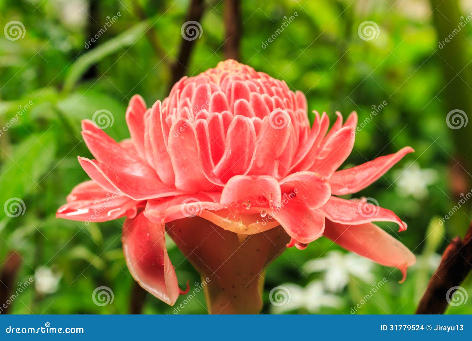 Torch Ginger Flower stock photo. Image of pink, beauty - 31779524
