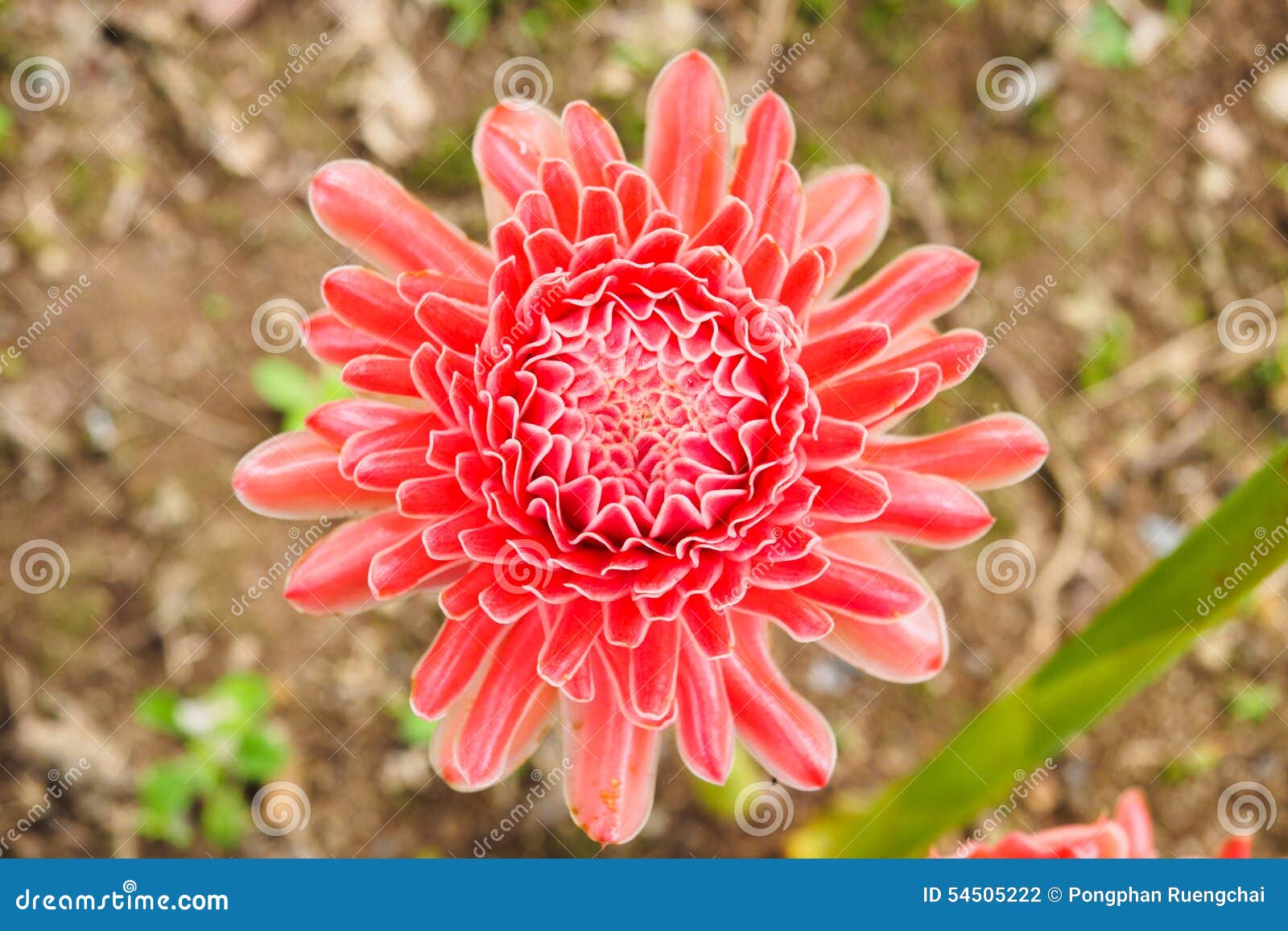 Torch ginger flower stock photo. Image of colorful, beautiful - 54505222