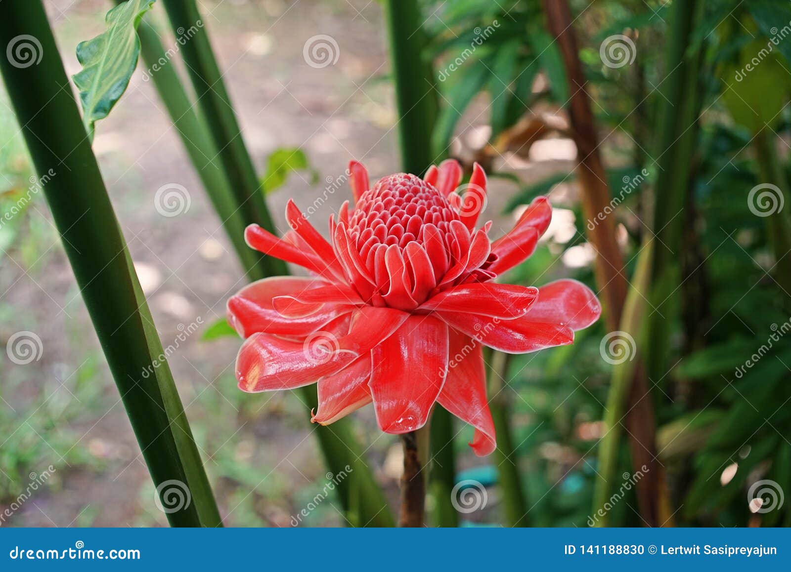 Torch ginger flower stock photo. Image of flora, background - 141188830