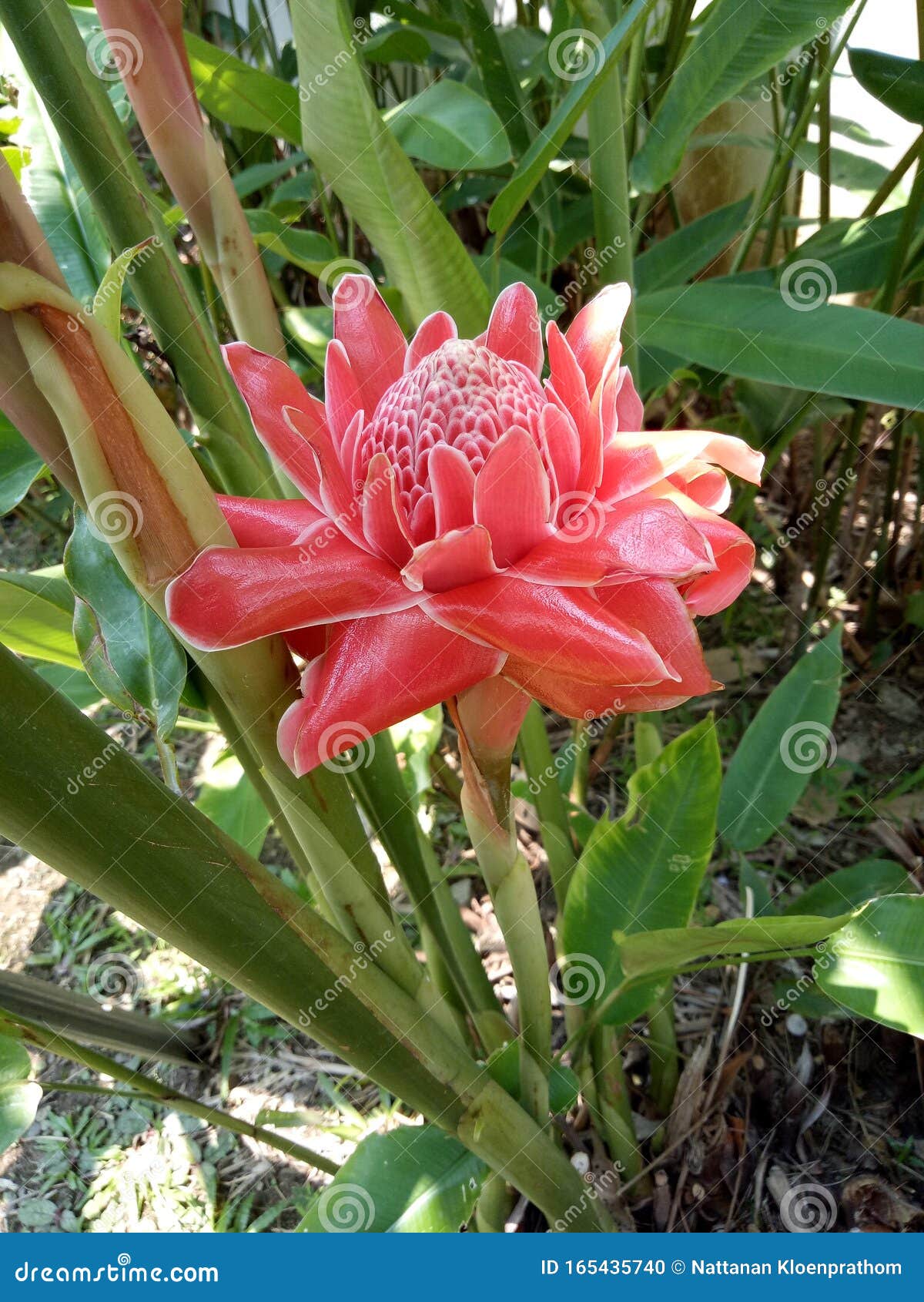 Torch ginger. stock photo. Image of torch, flower, ginger - 165435740