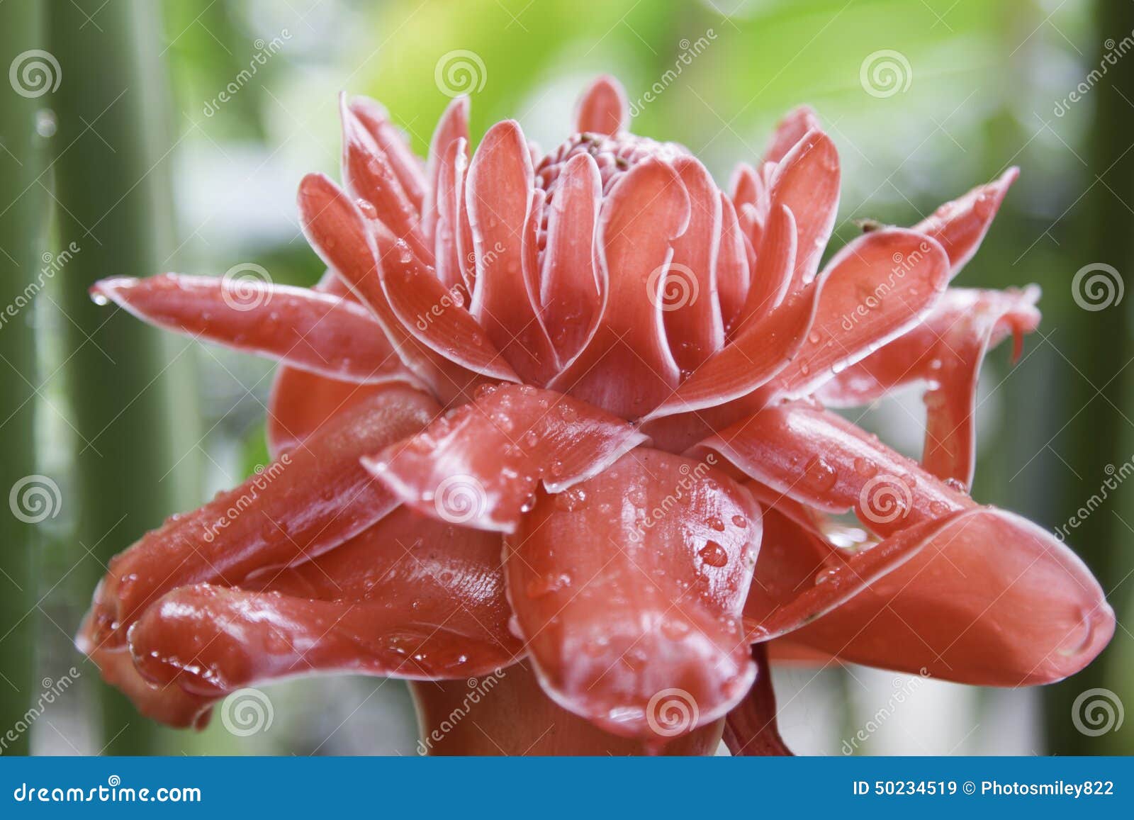 Torch ginger stock image. Image of color, bloom, vegetable - 50234519