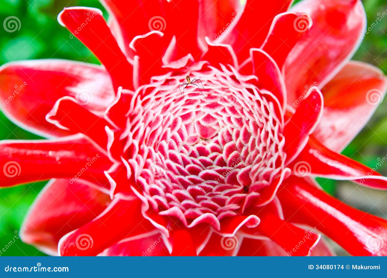 Torch Ginger Stock Photo | CartoonDealer.com #34080174