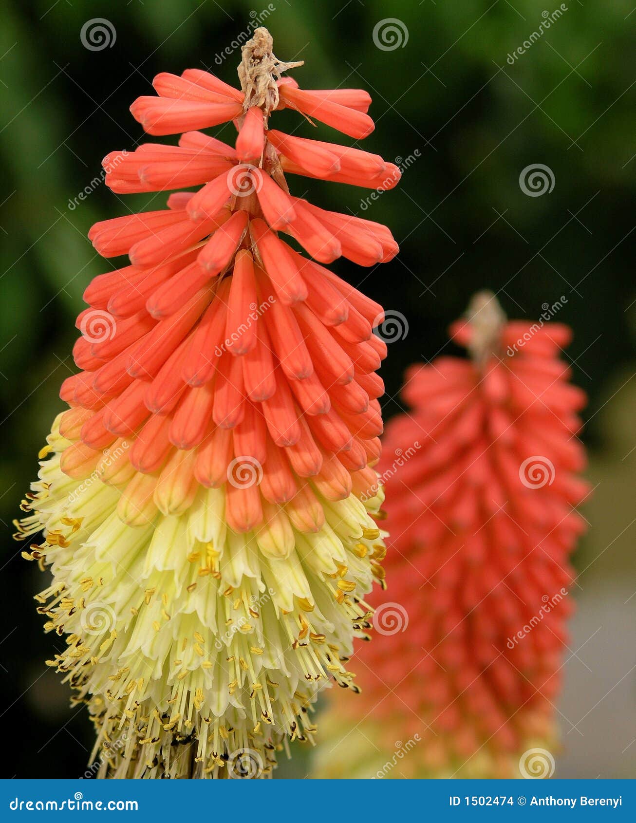 Torch Lily stock photo. Image of lillies, detail, plant - 1502474