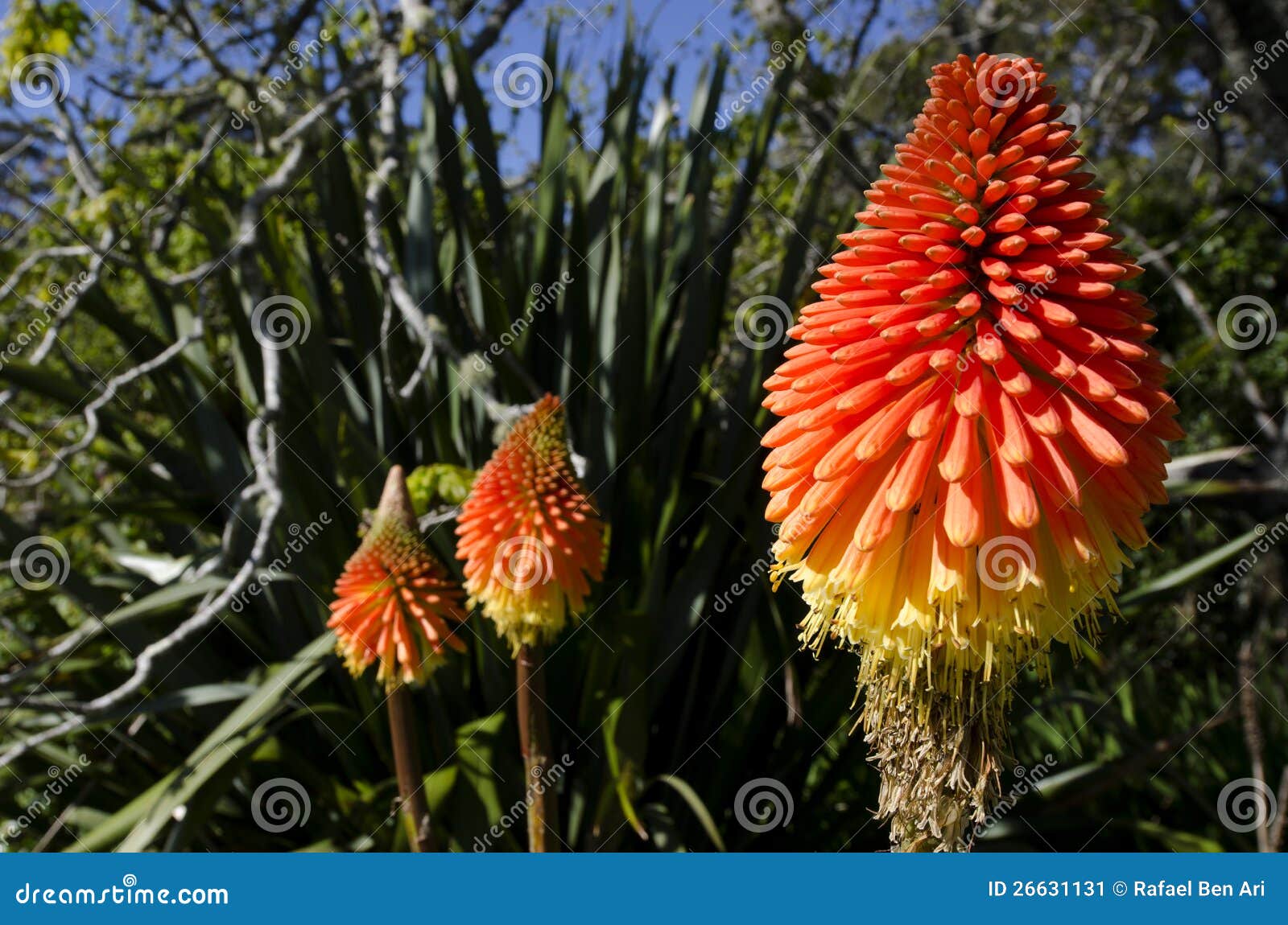 Torch Lily Flower stock image. Image of colour, grow - 26631131