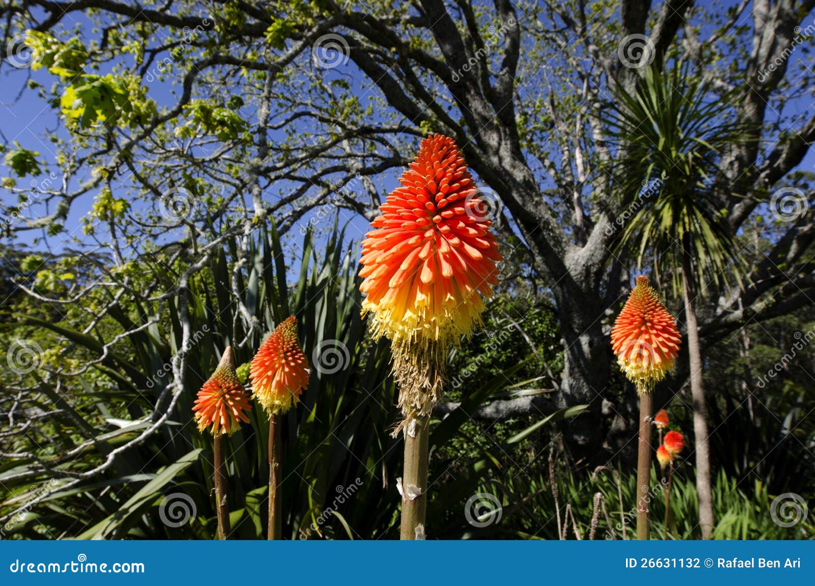 Torch Lily Flower stock photo. Image of colourful, beautiful - 26631132