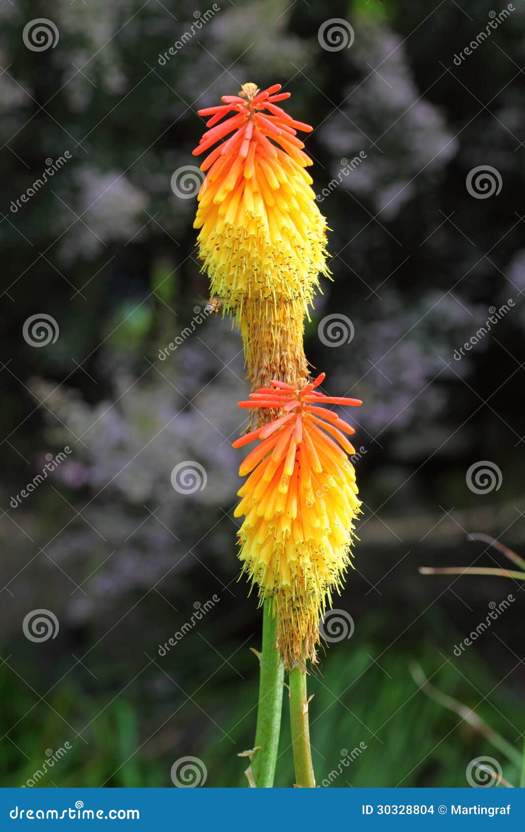 Torch Lily Flower in Garden Summer Season Nature in Detail Stock Photo ...