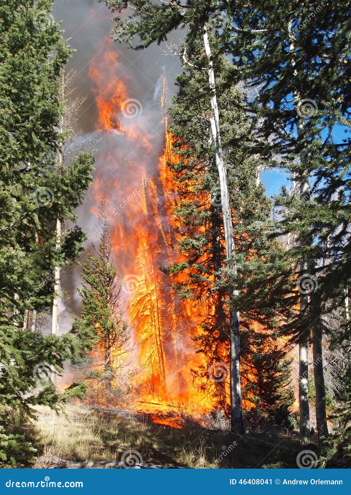 Torching stock image. Image of forest, woods, flame, spruce - 46408041