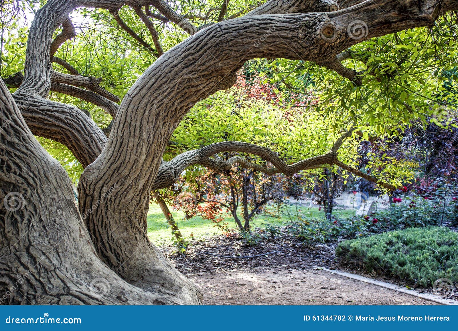 Torcido de un árbol foto de archivo. Imagen de ramificaciones - 61344782