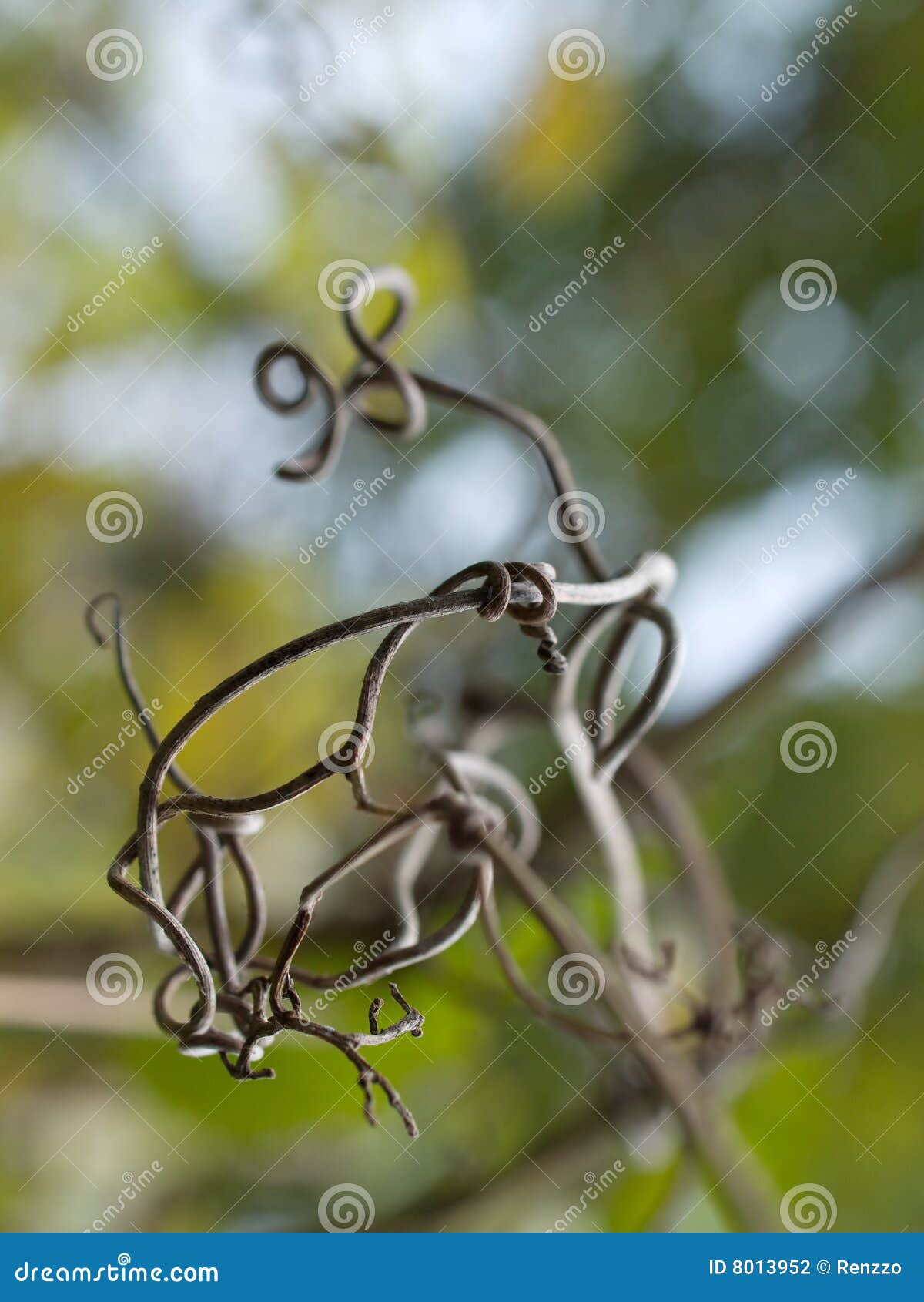 Torcido y complicado foto de archivo. Imagen de arte, complicado - 8013952