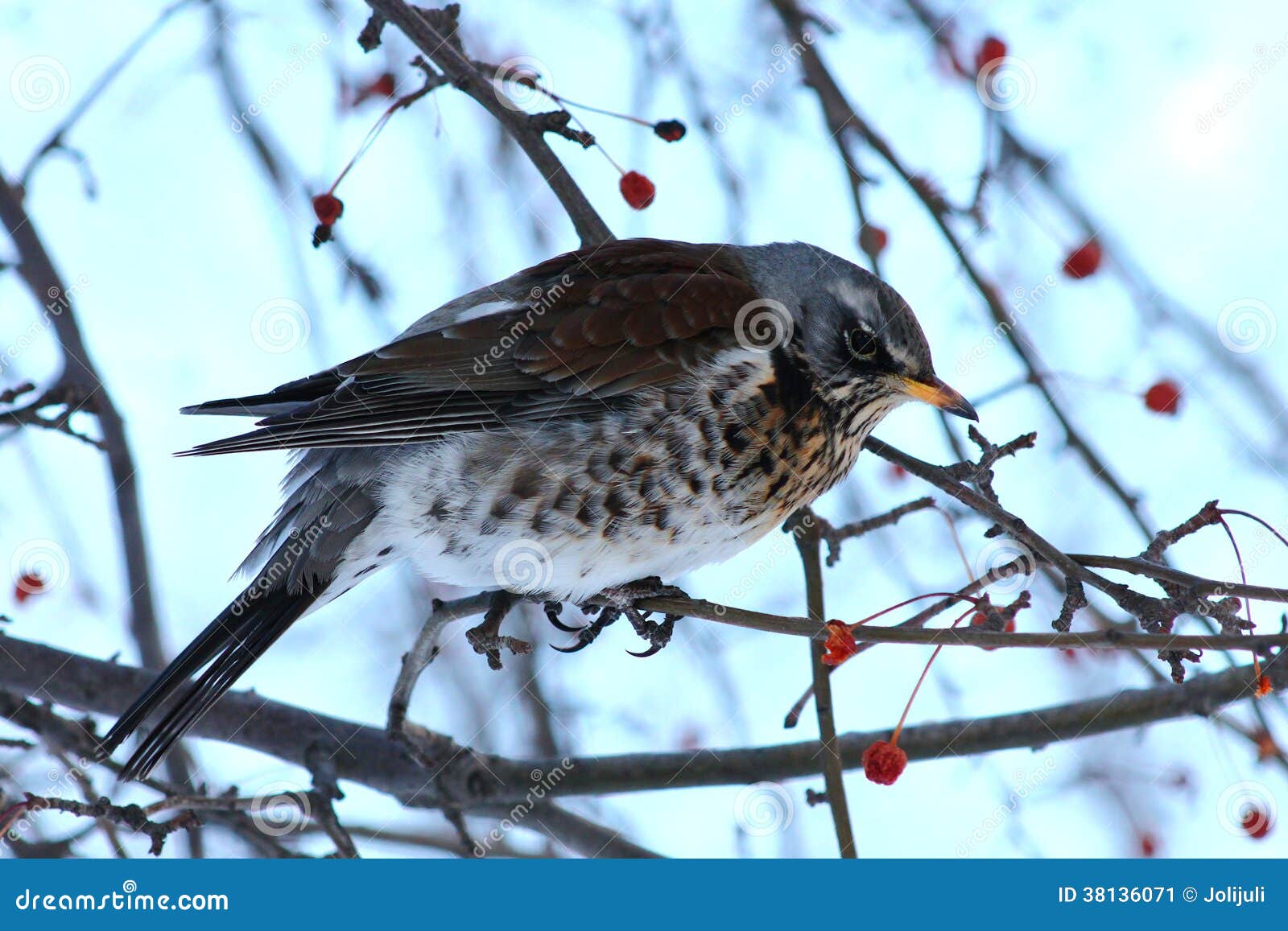 Tordella imagen de archivo. Imagen de travieso, rojo - 38136071