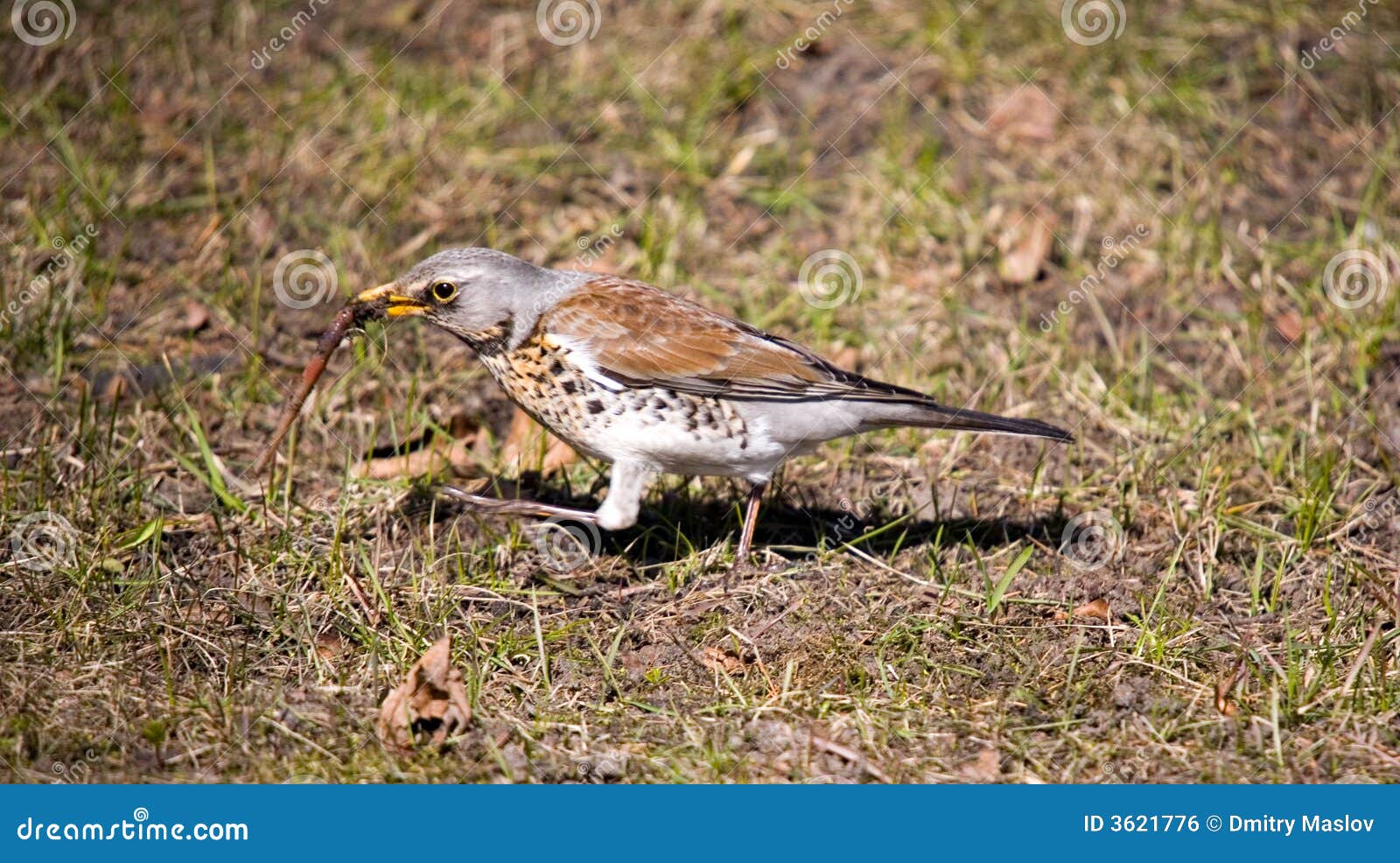 Tordella con el gusano foto de archivo. Imagen de animales - 3621776
