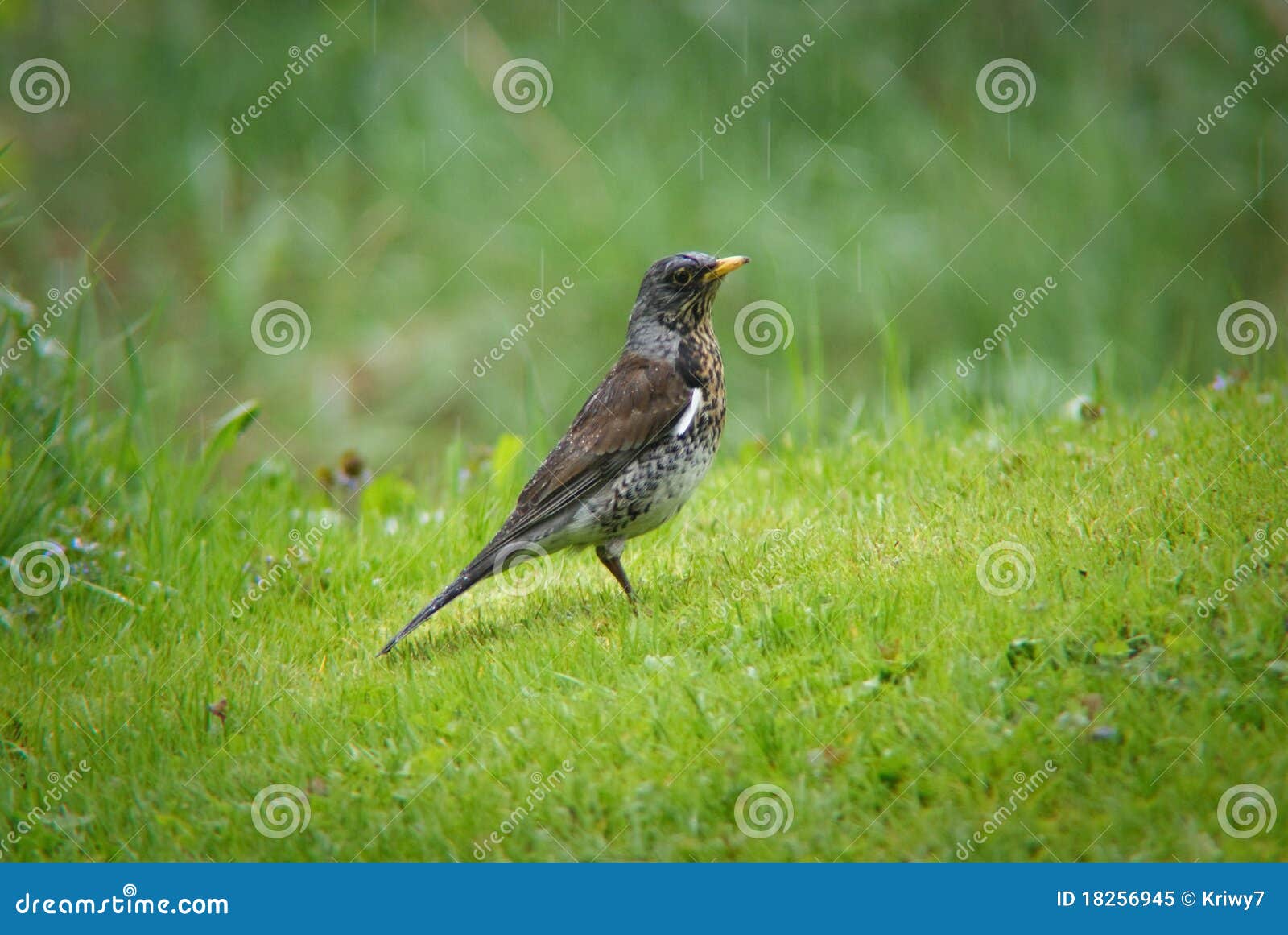 Tordella en la lluvia imagen de archivo. Imagen de mojado - 18256945
