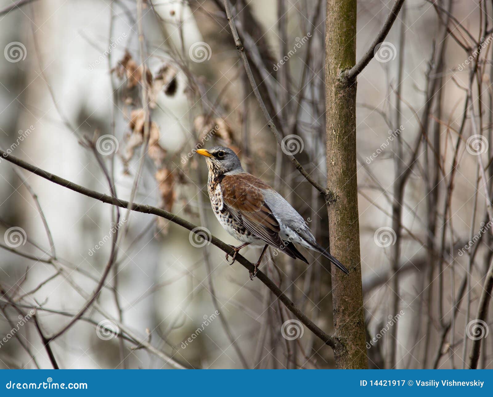 Tordella, Pilaris Del Turdus Imagen de archivo - Imagen de animal ...