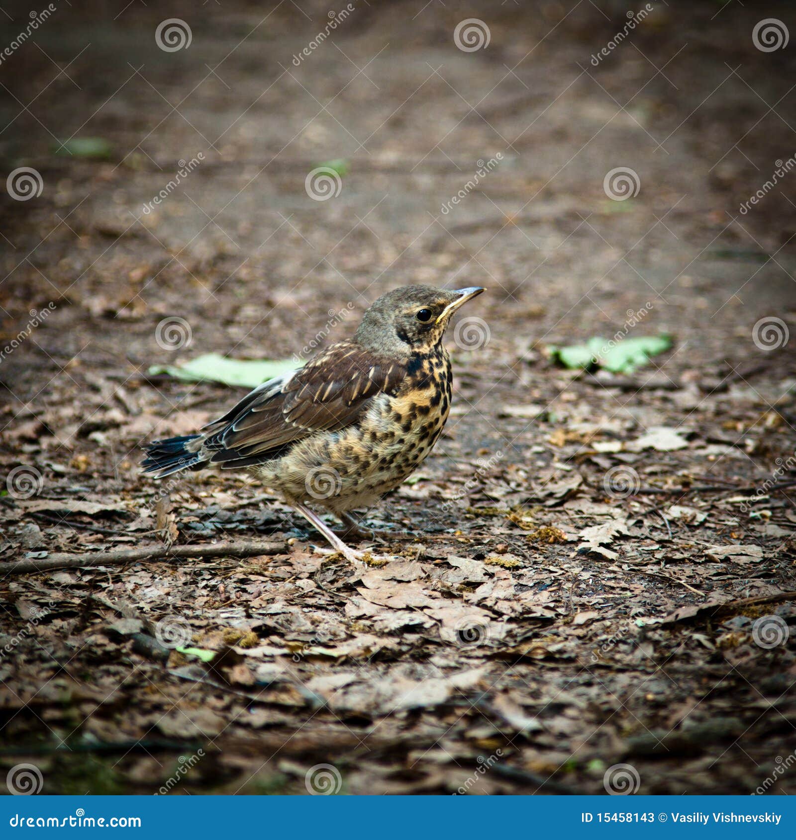 Tordella, Pilaris Del Turdus Imagen de archivo - Imagen de salvaje ...