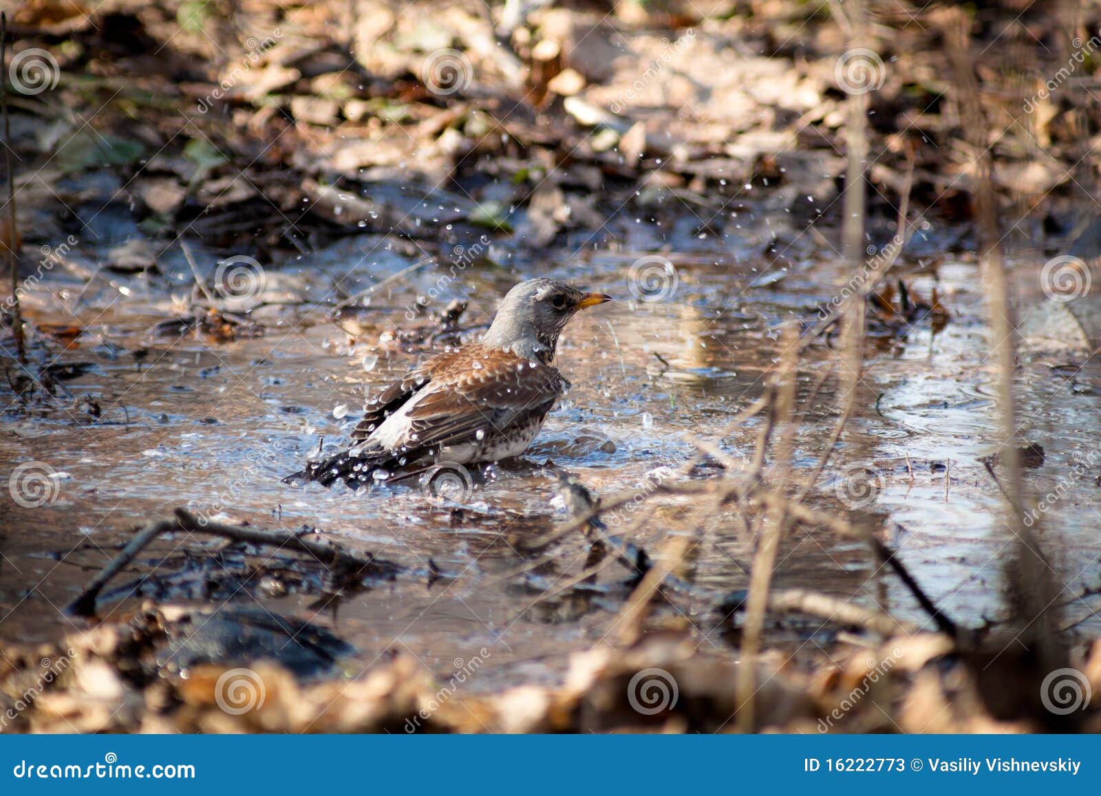 Tordella, Pilaris Del Turdus Imagen de archivo - Imagen de maduro ...