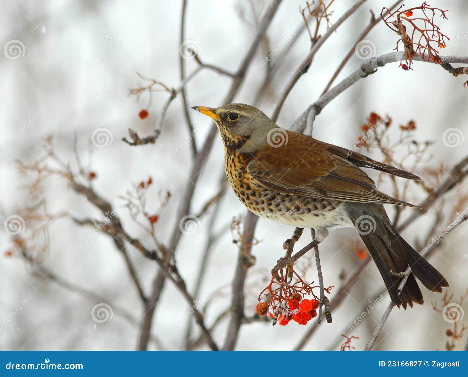 Tordella (pilaris Del Turdus) Imagen de archivo - Imagen de rojo, cubo ...
