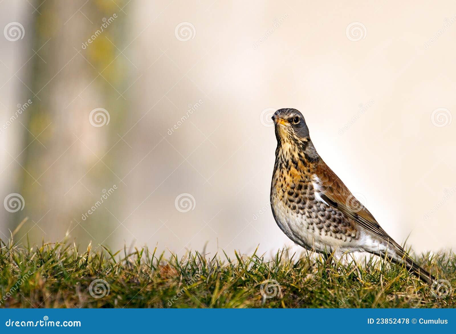 Tordella. Pilaris Del Turdus. Foto de archivo - Imagen de aviar, animal ...