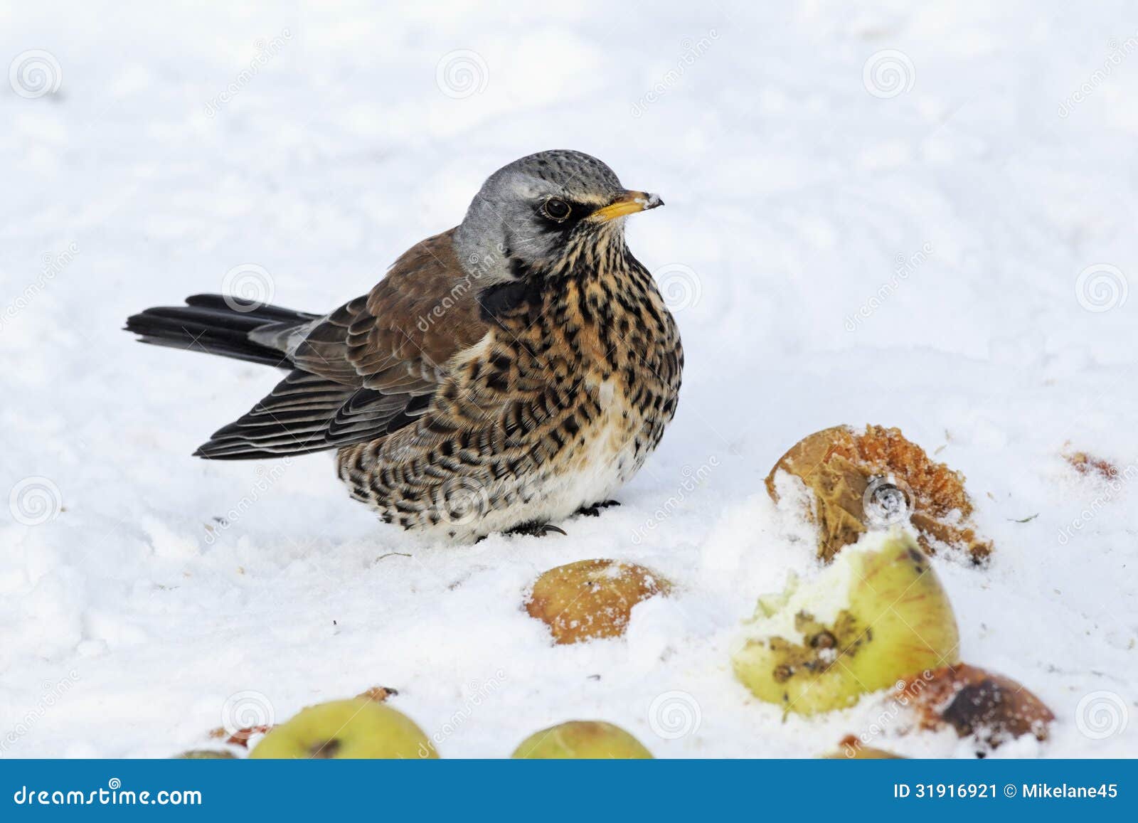 Tordella, Pilaris Del Turdus Imagen de archivo - Imagen de cerque ...
