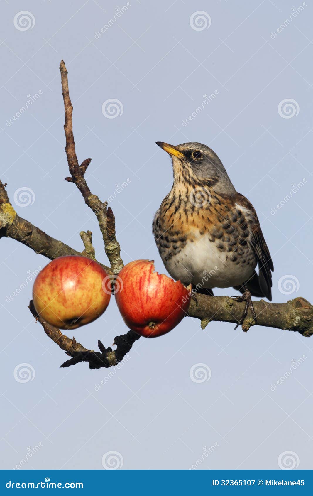 Tordella, Pilaris Del Turdus Imagen de archivo - Imagen de cerque ...