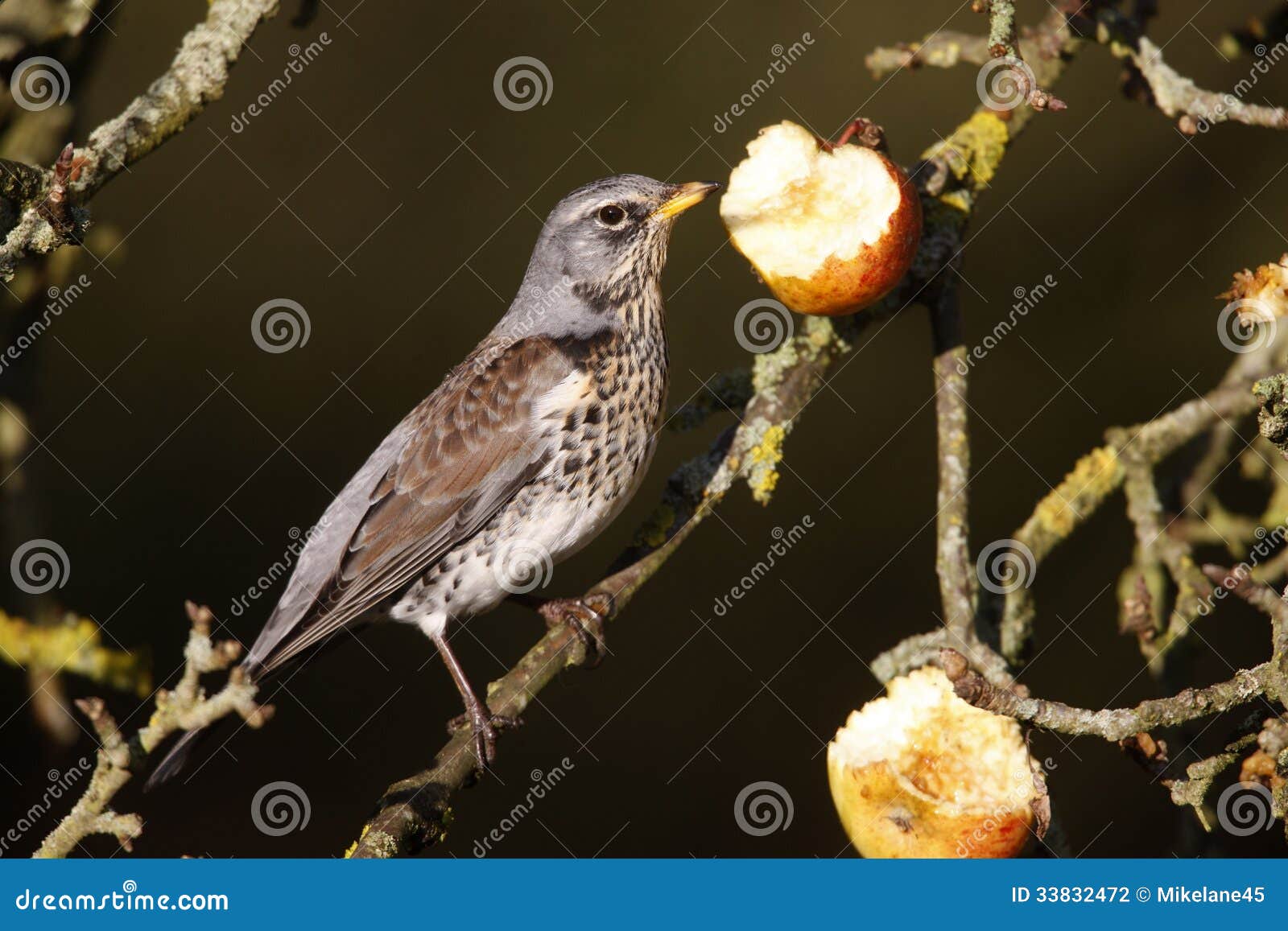 Tordella, Pilaris Del Turdus Foto de archivo - Imagen de fruta, tordo ...