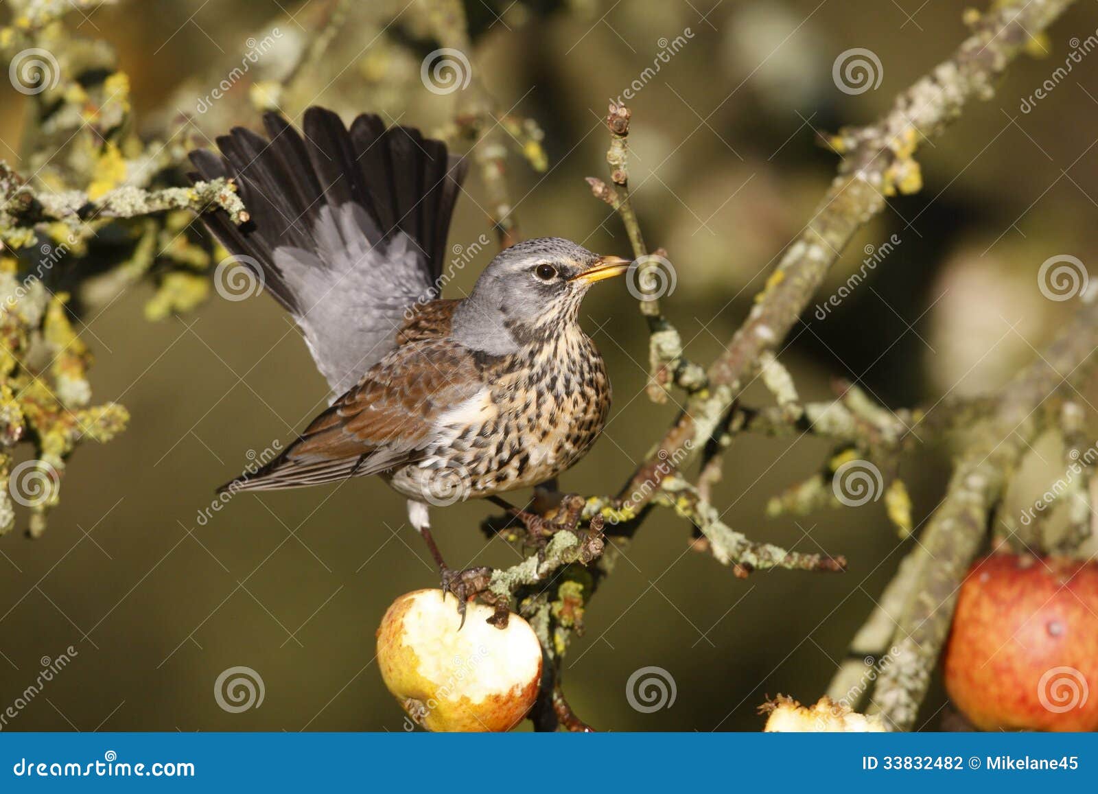 Tordella, Pilaris Del Turdus Foto de archivo - Imagen de manzana, fruta ...
