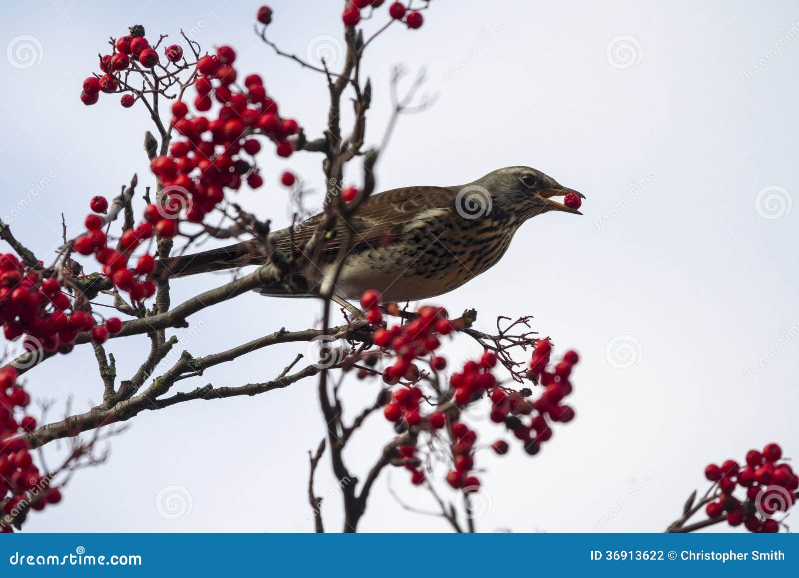 Tordella (pilaris Del Turdus) Foto de archivo - Imagen de rojo, cortina ...